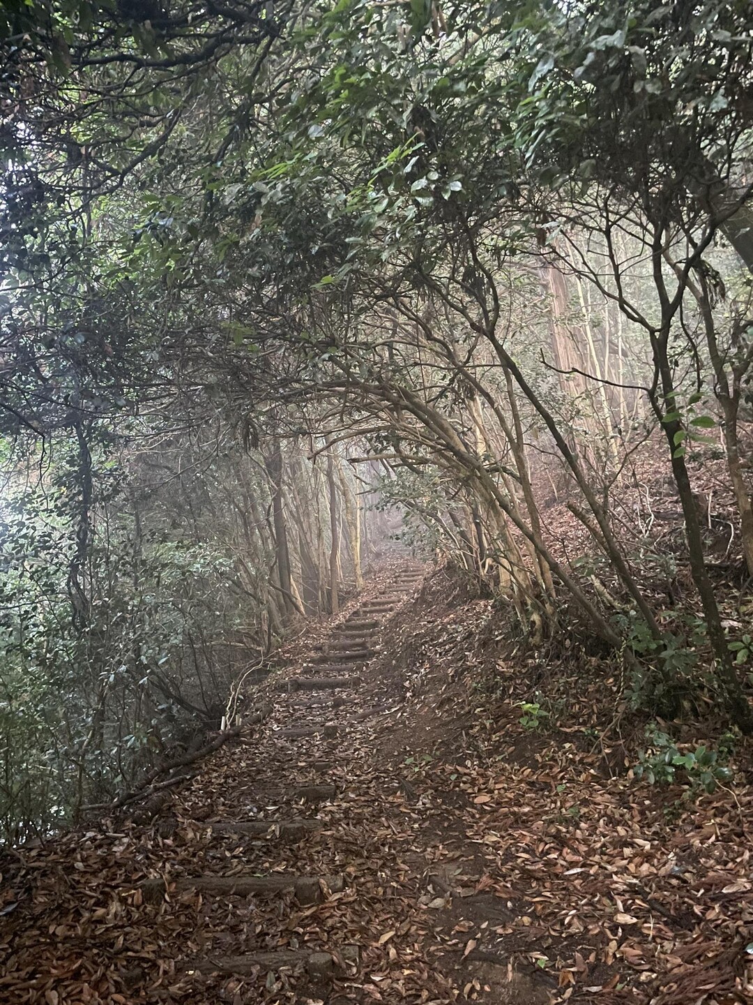 Mt Gyodo 行道山 / nDさんの両崖山・仙人ヶ岳・石尊山の活動データ | YAMAP / ヤマップ