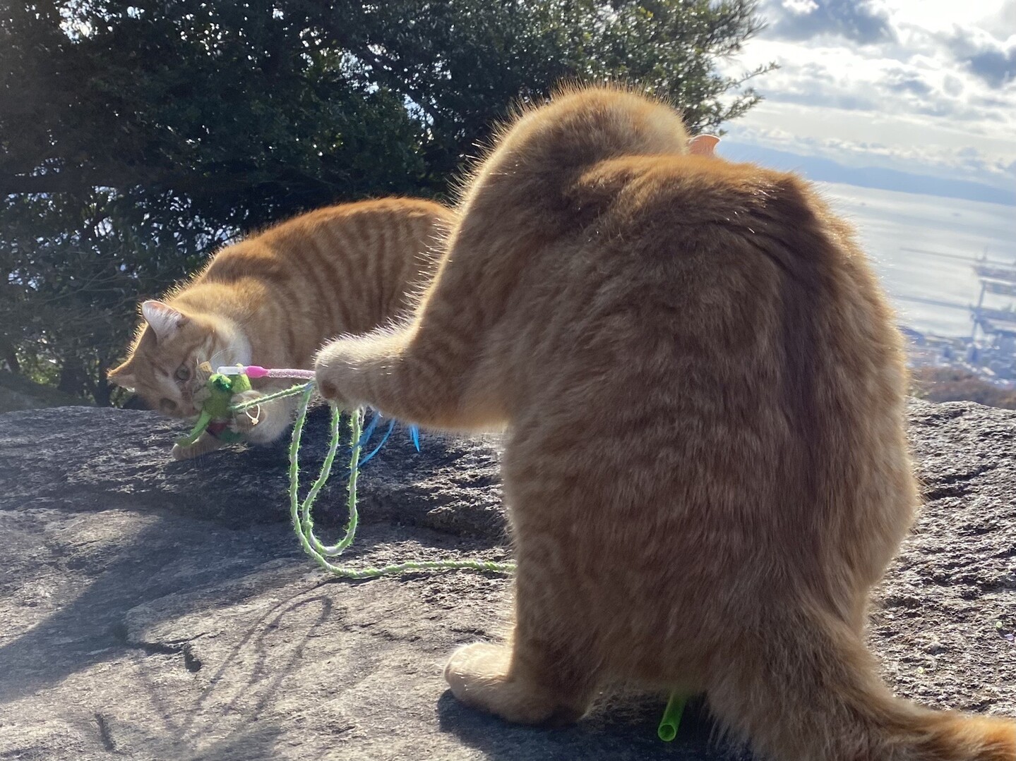 DJの山行記録23・謎の岩場で四苦八苦 / DJさんの六甲山・長峰山・摩耶山の活動データ | YAMAP / ヤマップ