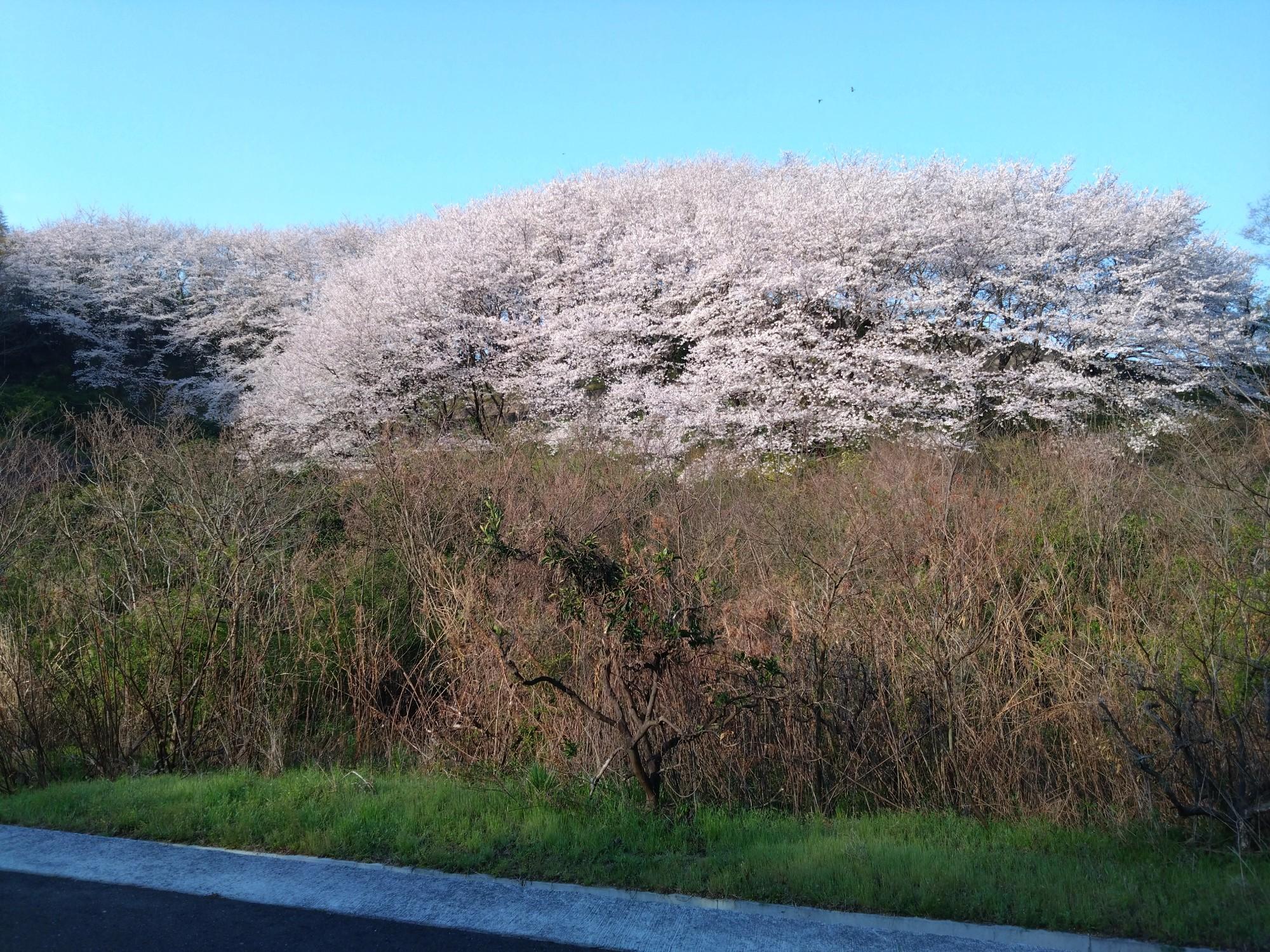 三原の南、佐木島の千本桜満開です🌸 / クンクン007さんのモーメント | YAMAP / ヤマップ