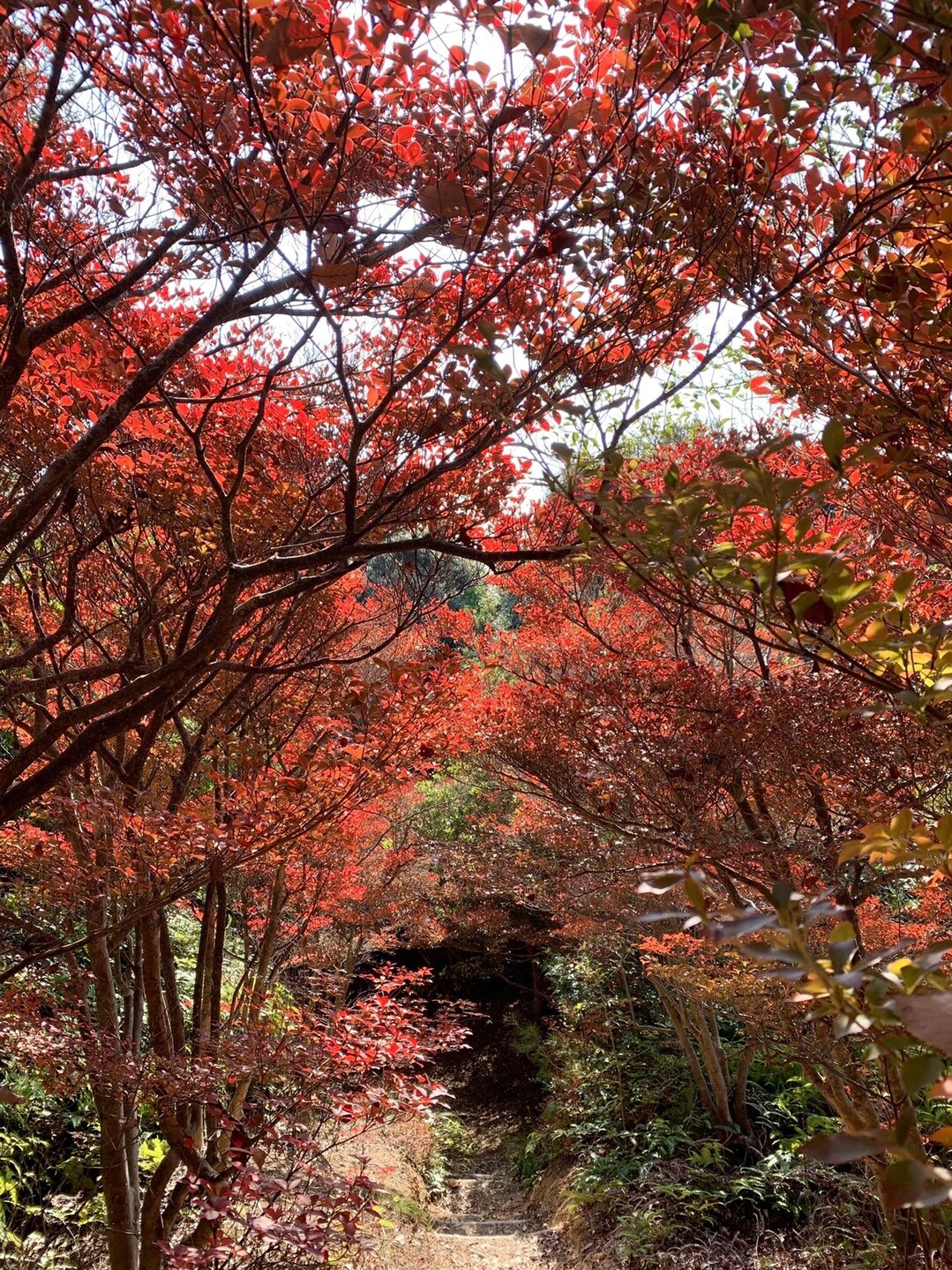 🍁今年も真っ赤なトンネルへ🍁観音岳・白岩山-2022-11-26 / K-OPENさんの霜降岳（霜降山）・観音岳・白岩山の活動データ | YAMAP / ヤマップ