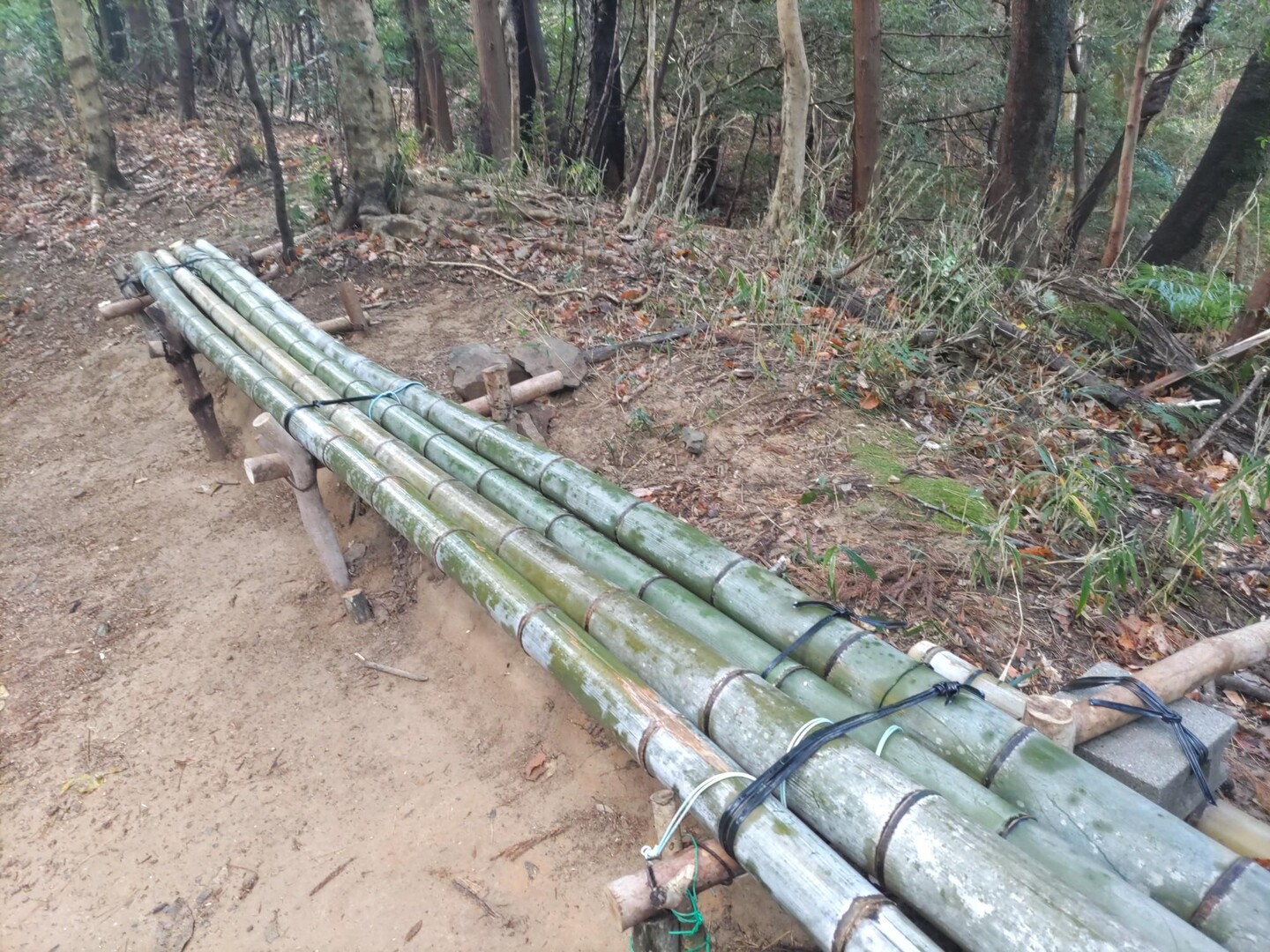 桝形山【312.3m】中尾根・浄眼寺周回ｺｰｽ / さとちゃんさんの堀坂山・観音岳・桝形山（白米城）の活動データ | YAMAP / ヤマップ