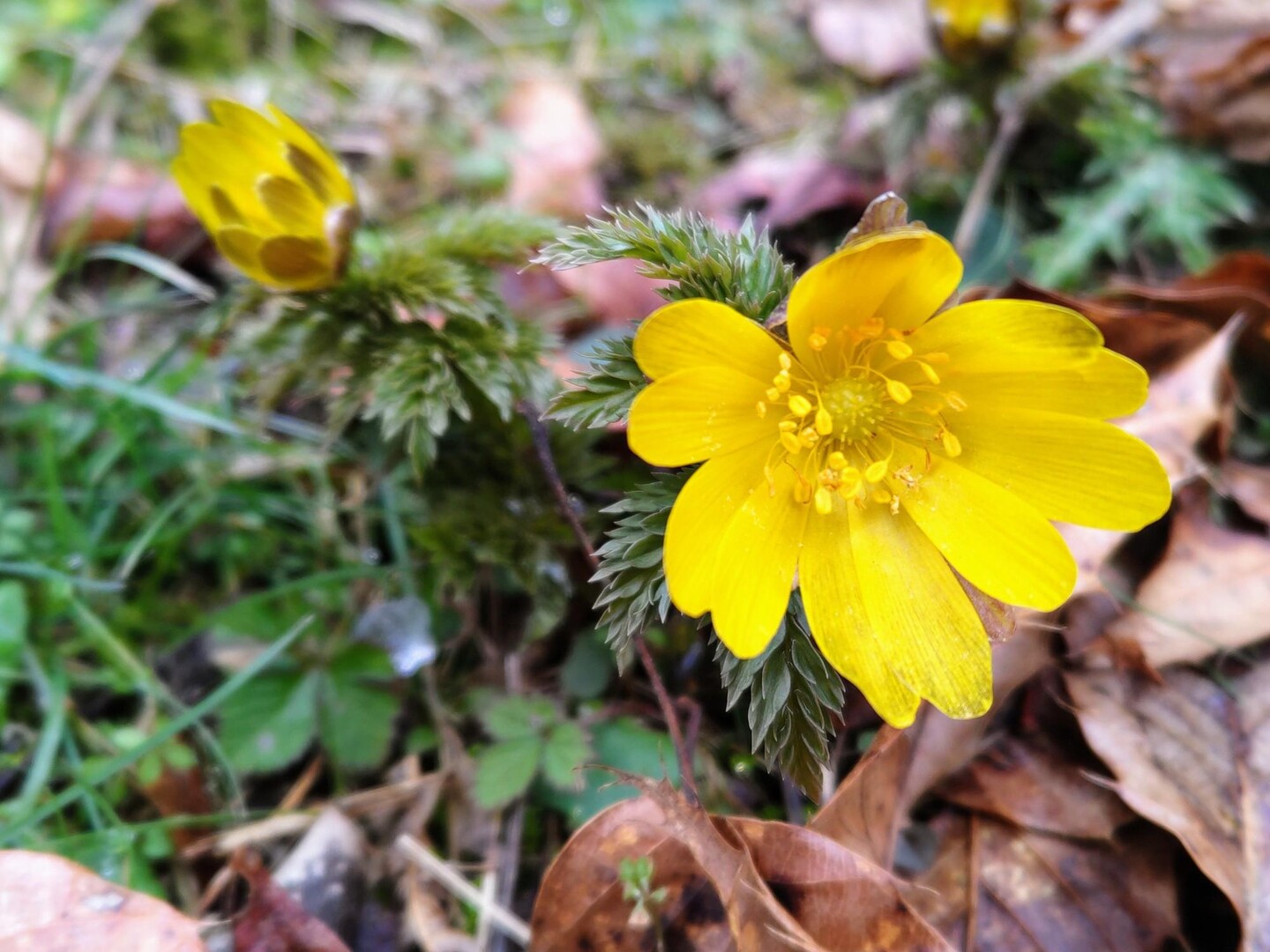 kaoriちゃんとポンポン山🌼 / yuriさんのポンポン山・釈迦岳・小塩山・若山の活動データ | YAMAP / ヤマップ