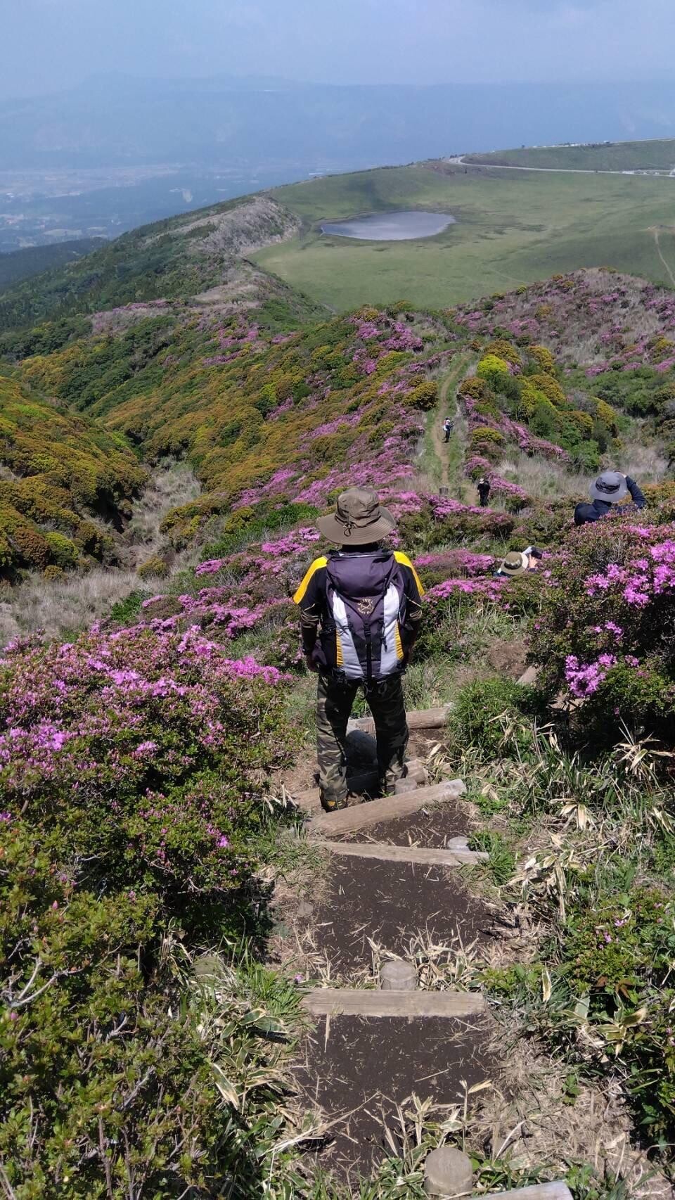 阿蘇烏帽子岳のミヤマキリシマ / ヒロ&ユウのGGさんのモーメント | YAMAP / ヤマップ