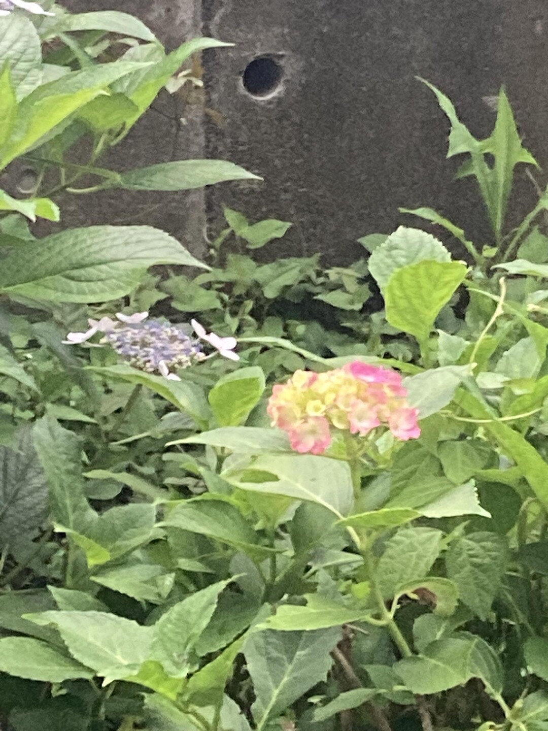 slow jogging / 加桜里さんのランニングの活動データ | YAMAP / ヤマップ