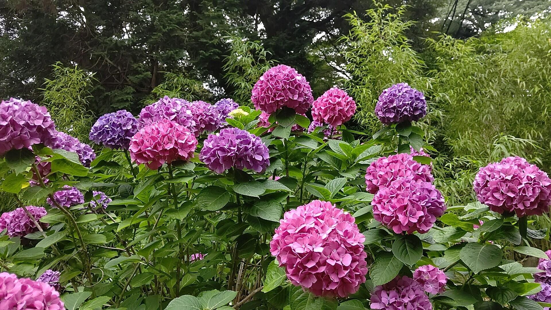 筑波山 / *yukapico**さんの筑波山の活動データ | YAMAP / ヤマップ