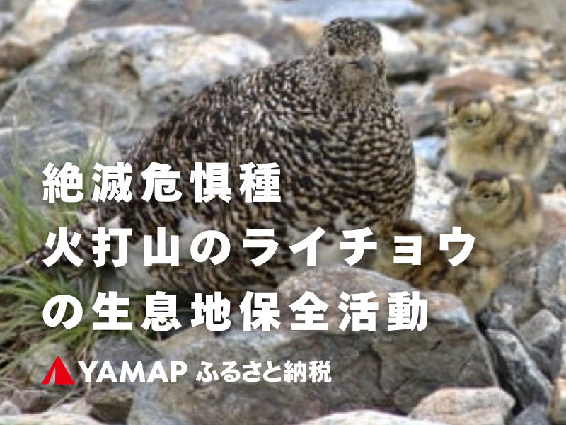 日本百名山・火打山のライチョウを守れ｜調... / YAMAPさんのモーメント | YAMAP / ヤマップ