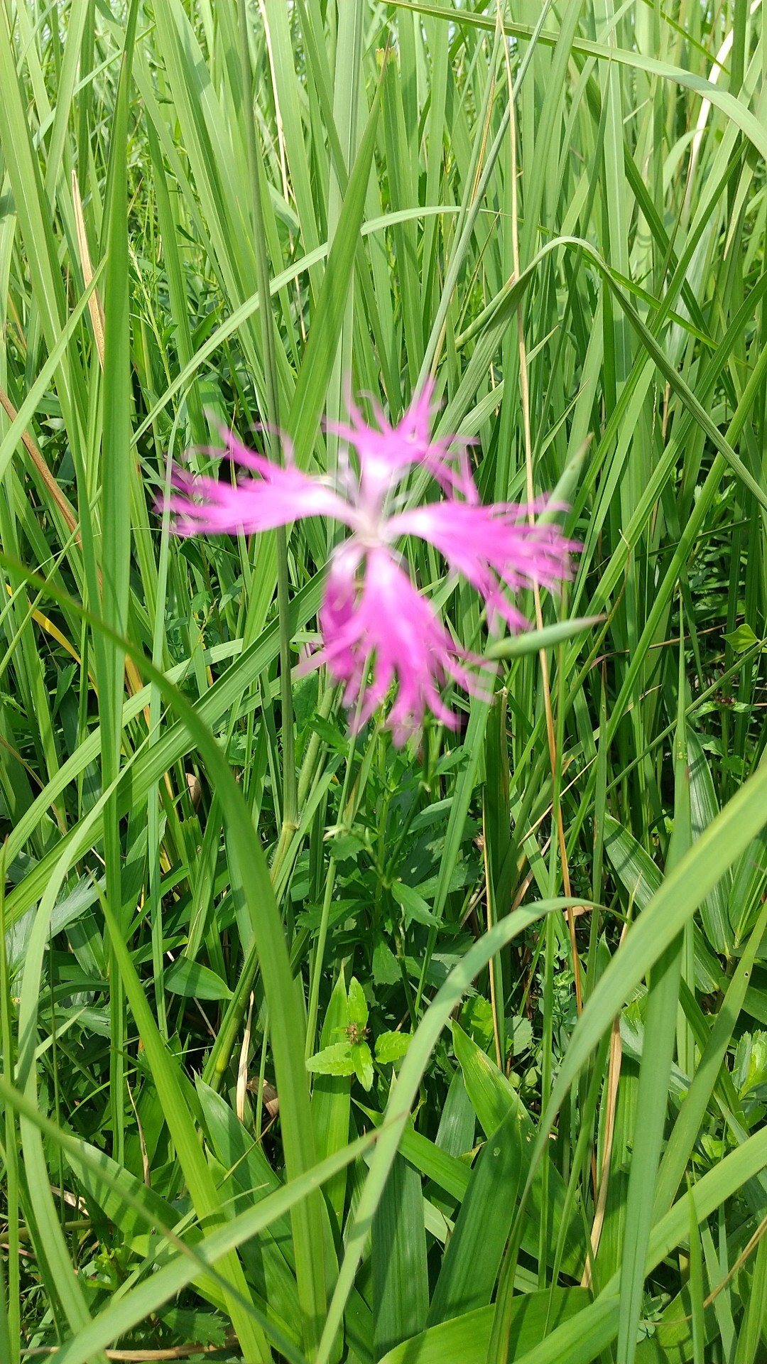 若竹山・おはち山・龍護峰 / JBT会員番号5さんの秋吉台の活動データ | YAMAP / ヤマップ