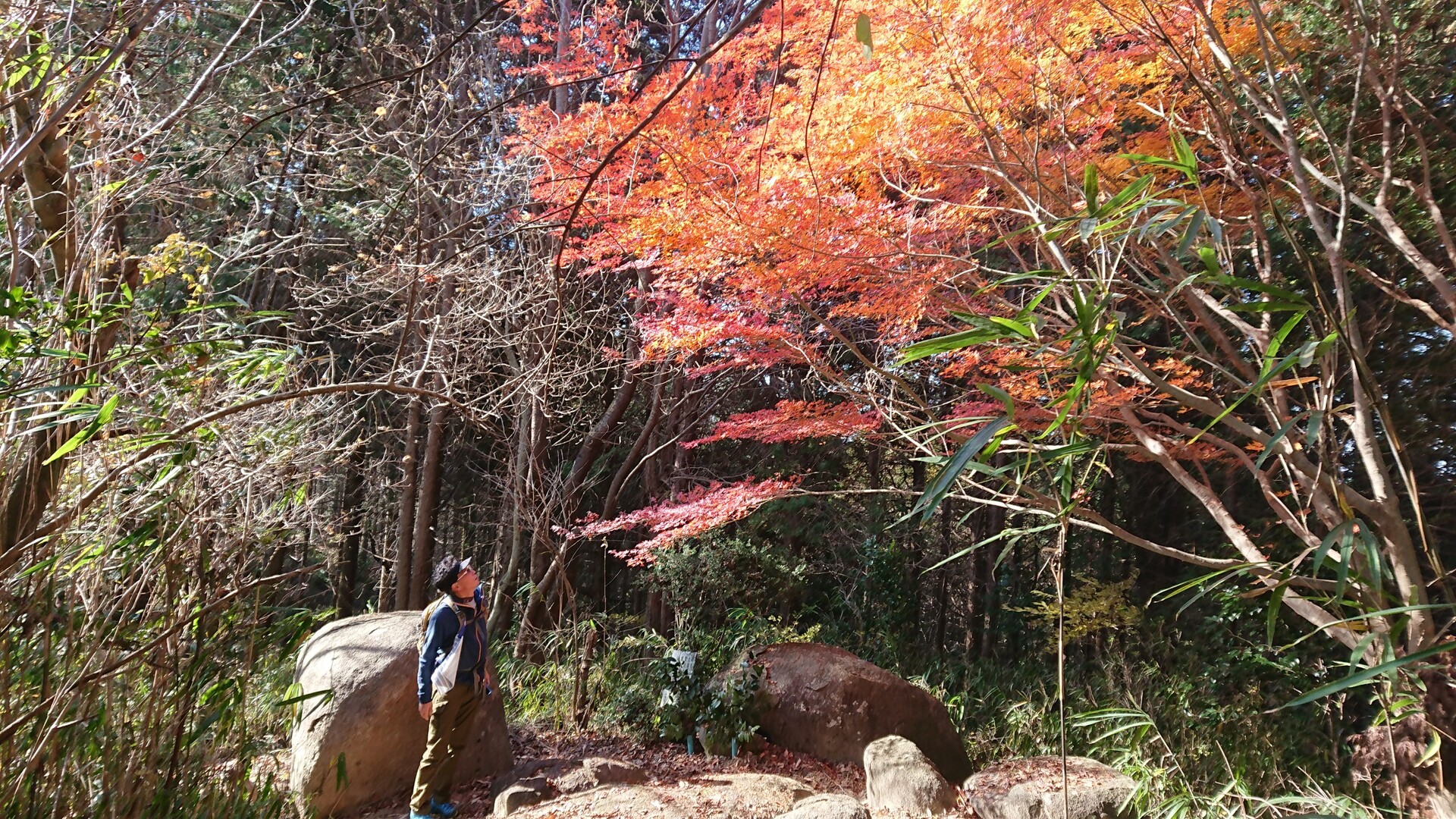 物見山をゆる散歩‼️ / minyayonさんの猿投山・物見山の活動データ | YAMAP / ヤマップ