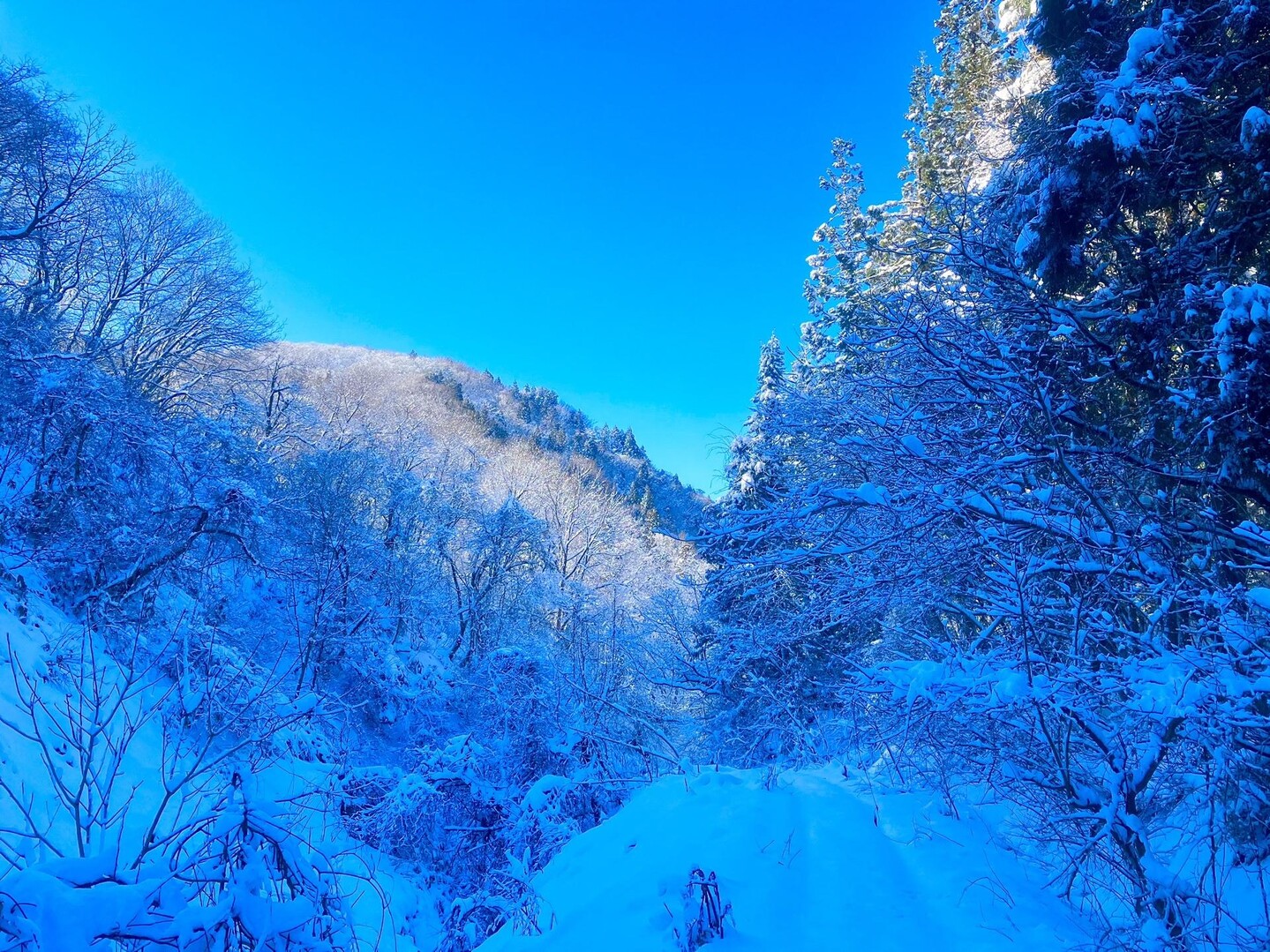 第96話・苦難続きの果て ︎菩堤寺山 / Naluさんの菩提寺山・高立山・護摩堂山の活動データ | YAMAP / ヤマップ
