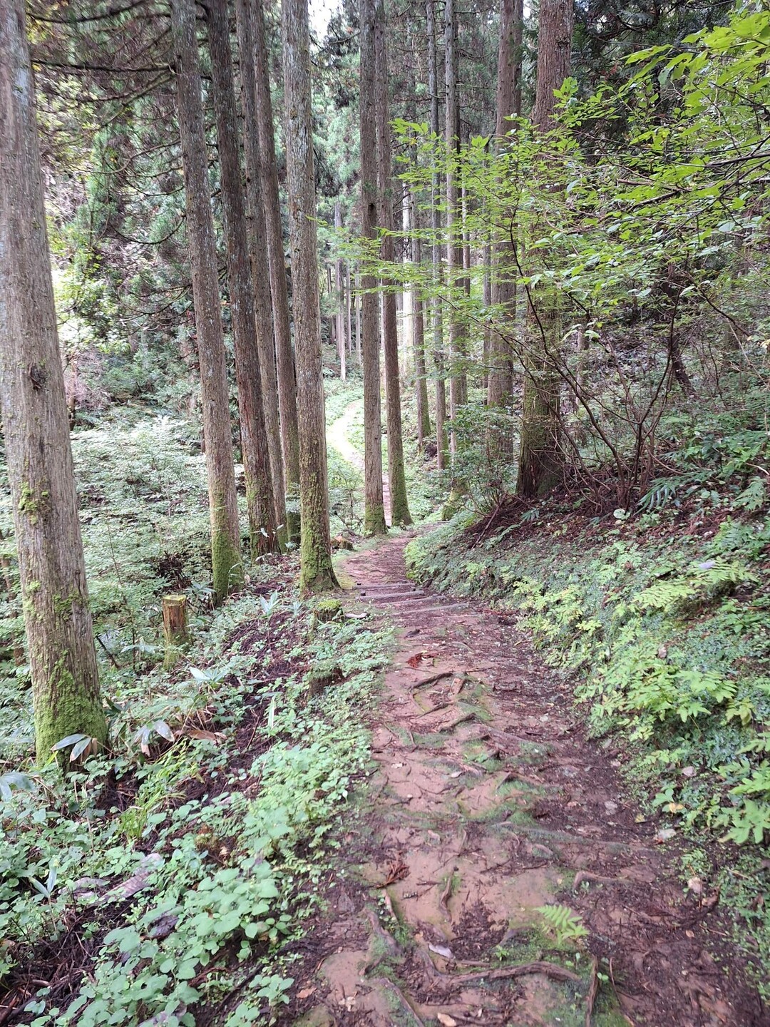 無意味なウォーキング-2024-10-29 / かっつんさんのウォーキングの活動データ | YAMAP / ヤマップ