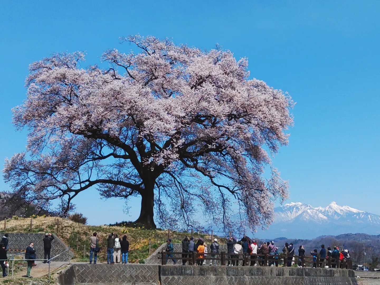 今年のお花見コレクション🌸 全部スマホ... / ankamoさんのモーメント | YAMAP / ヤマップ