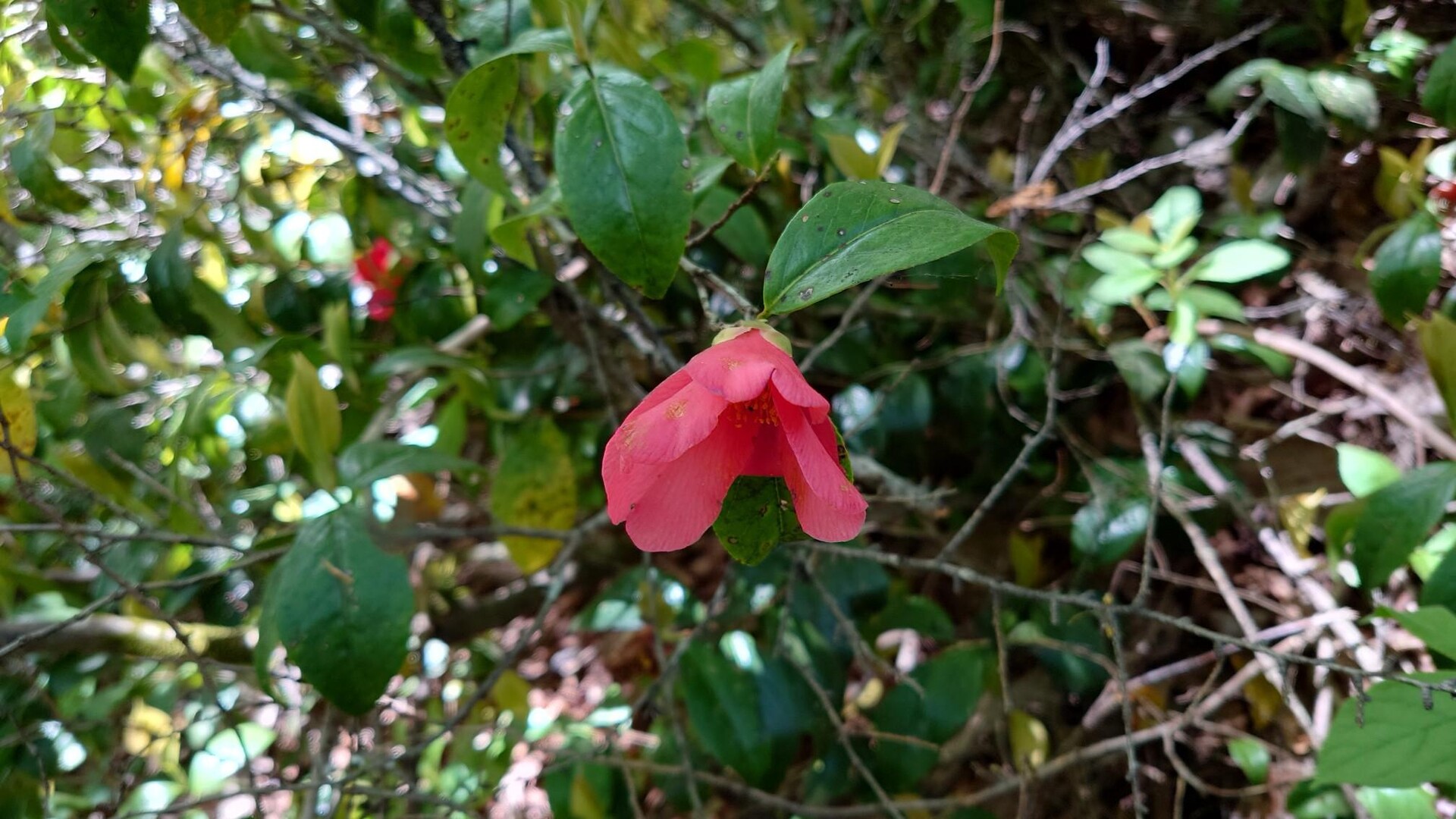 雪椿を求めて! 椿峠、白鷹山 高森山 / rukyさんの白鷹丘陵トレイル（白鷹山・富神山・東黒森山）の活動データ | YAMAP / ヤマップ