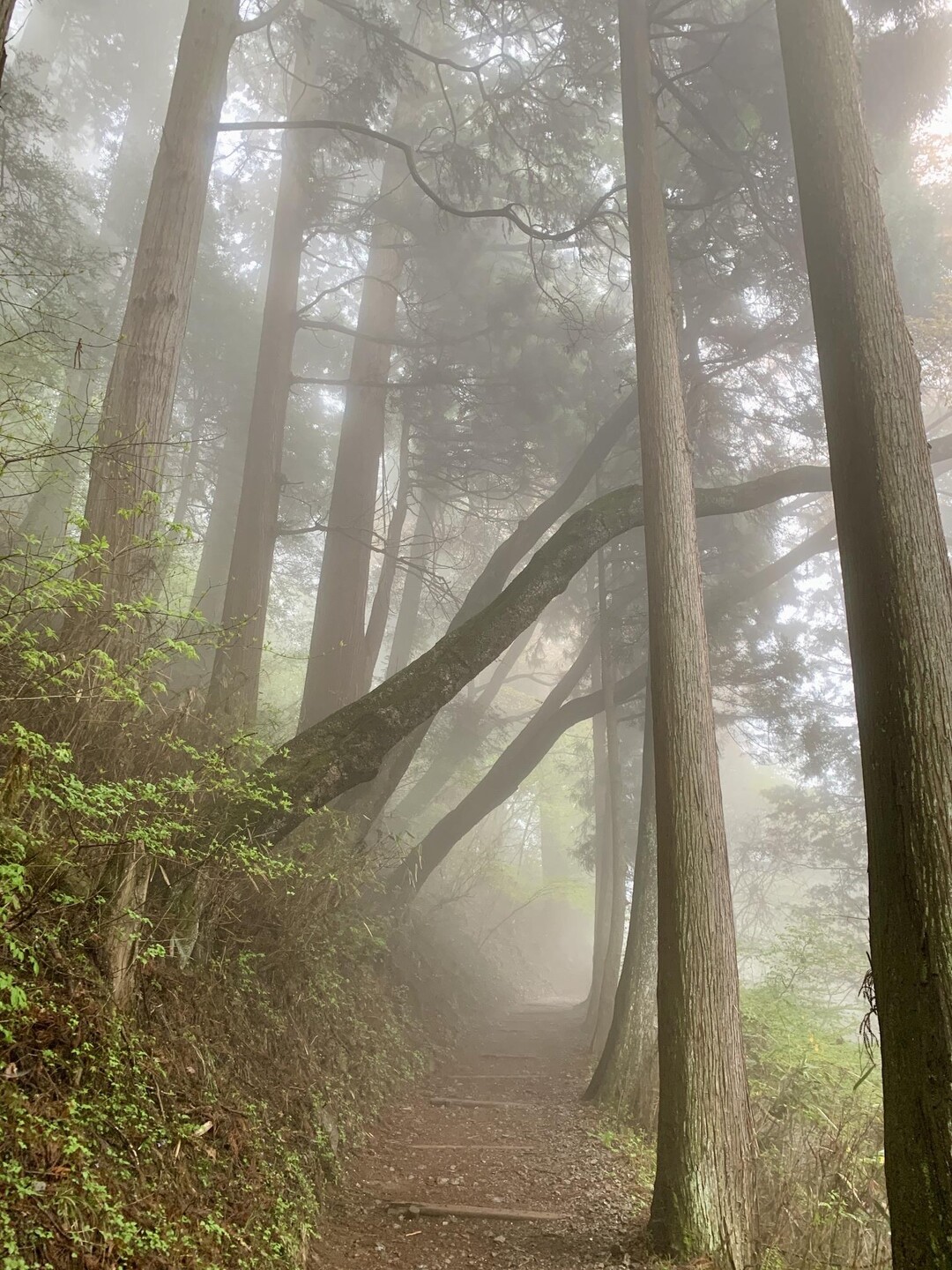 Genさんの投稿したフィールドメモ | YAMAP / ヤマップ