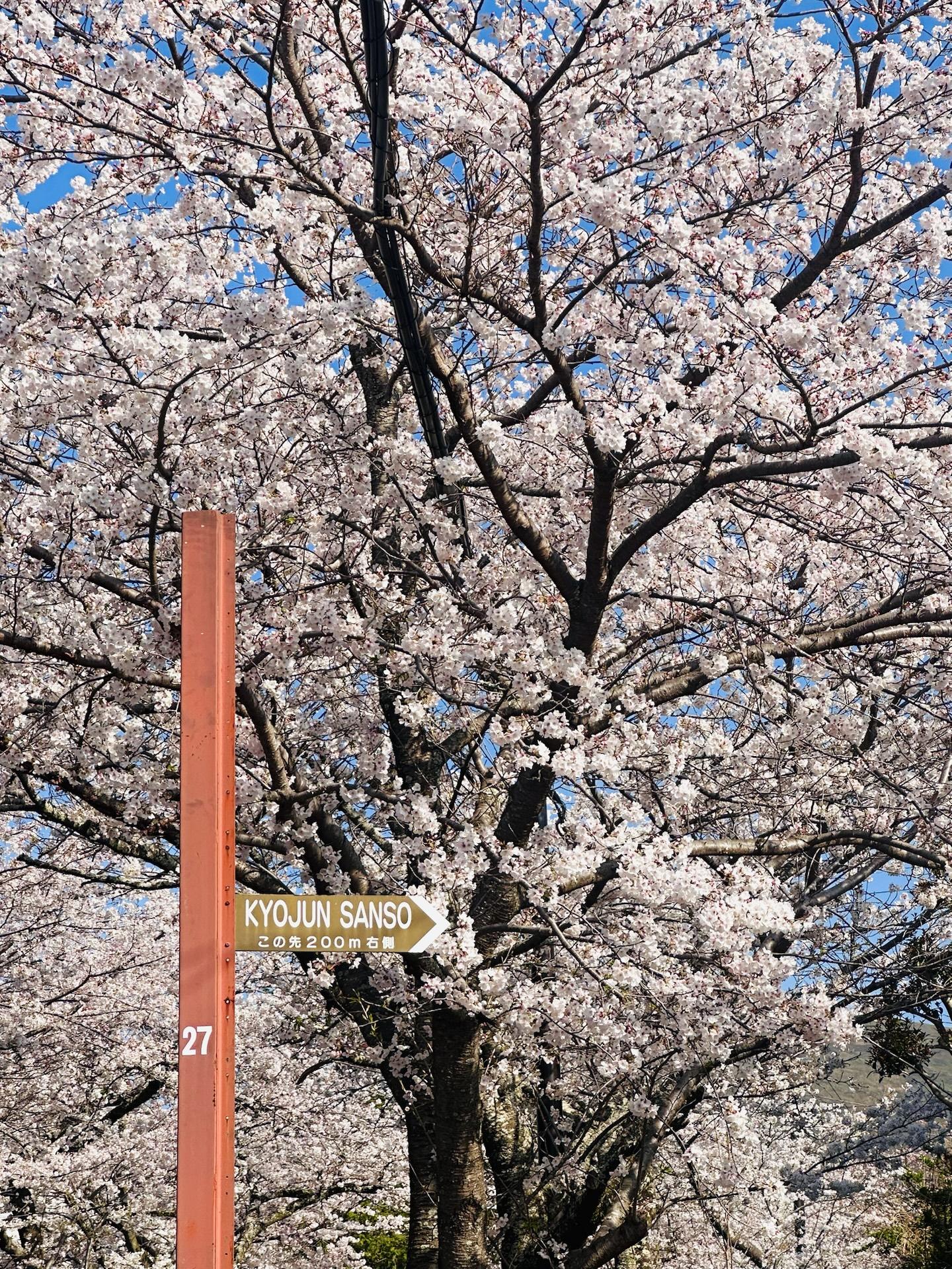 2025.04桜シーズン / amor_akaneさんのモーメント | YAMAP / ヤマップ