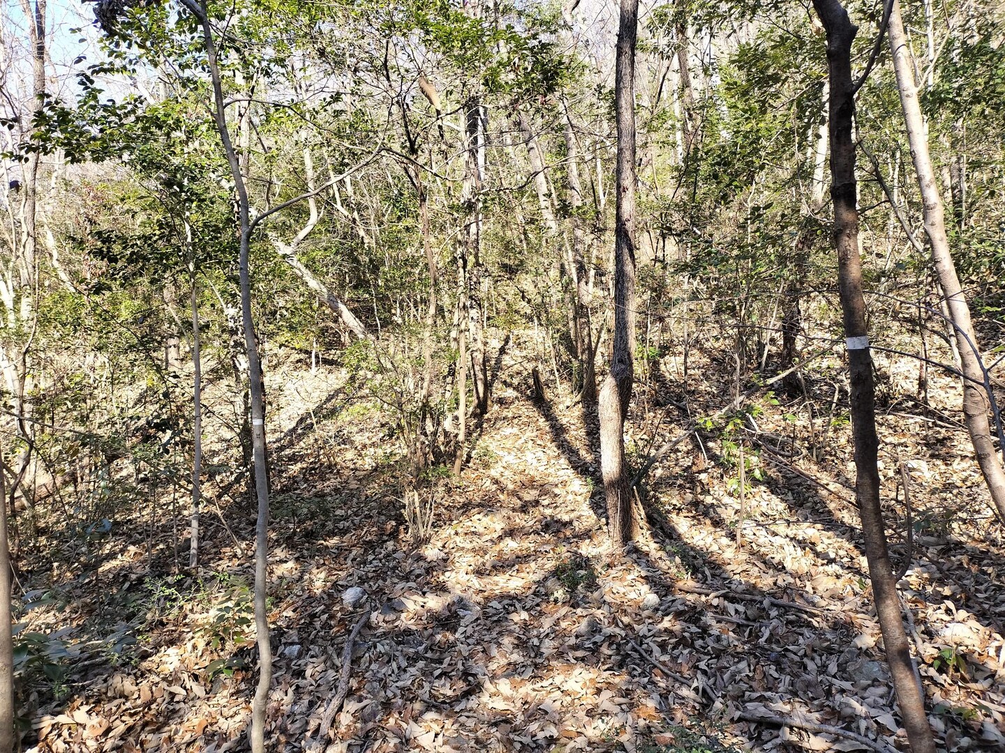 reoさんの投稿したフィールドメモ | YAMAP / ヤマップ