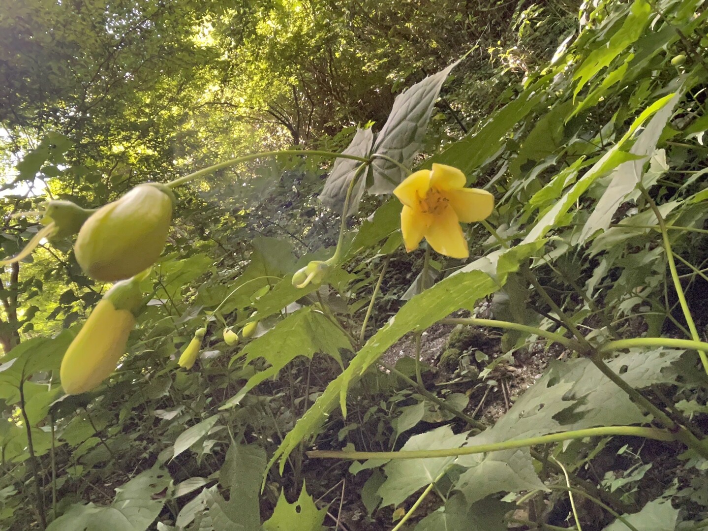 向坂山・白岩山 / E.SZさんの向坂山・三方山・天主山の活動データ | YAMAP / ヤマップ