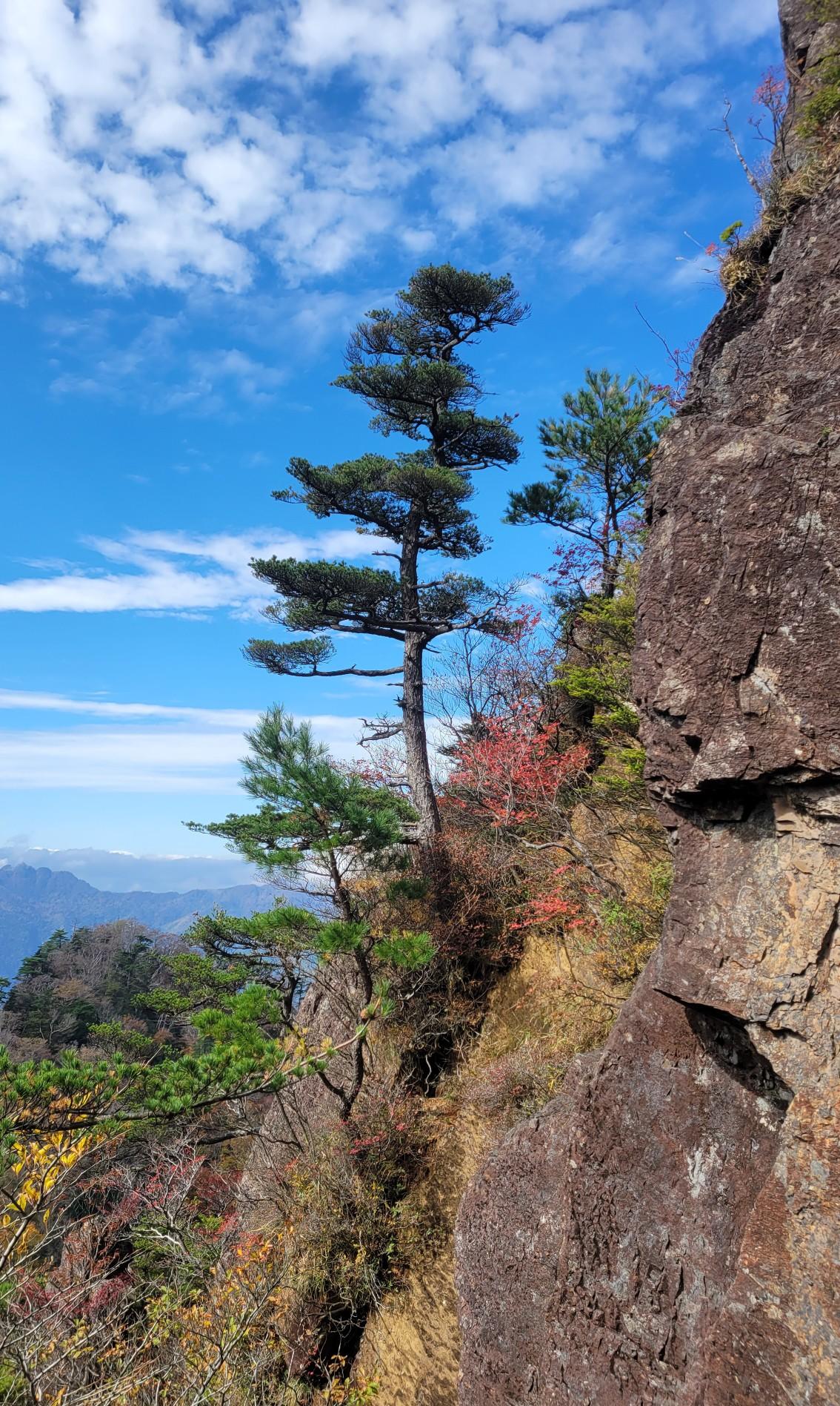 Sobo-Katamuki perfect trail round 6 (with ﾑﾆｴﾙ in the first half ) / wakky!!さんの祖母山の活動日記 | YAMAP ...