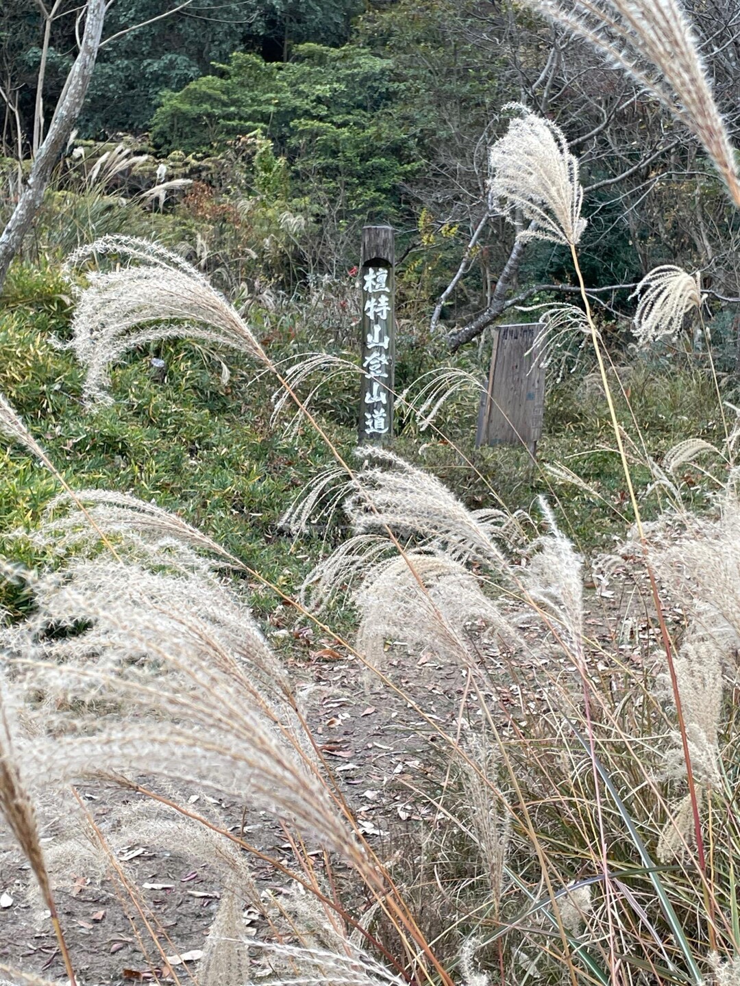 My son with Dantokusan / おんじさんの京見山・檀特山・朝日山の活動データ | YAMAP / ヤマップ