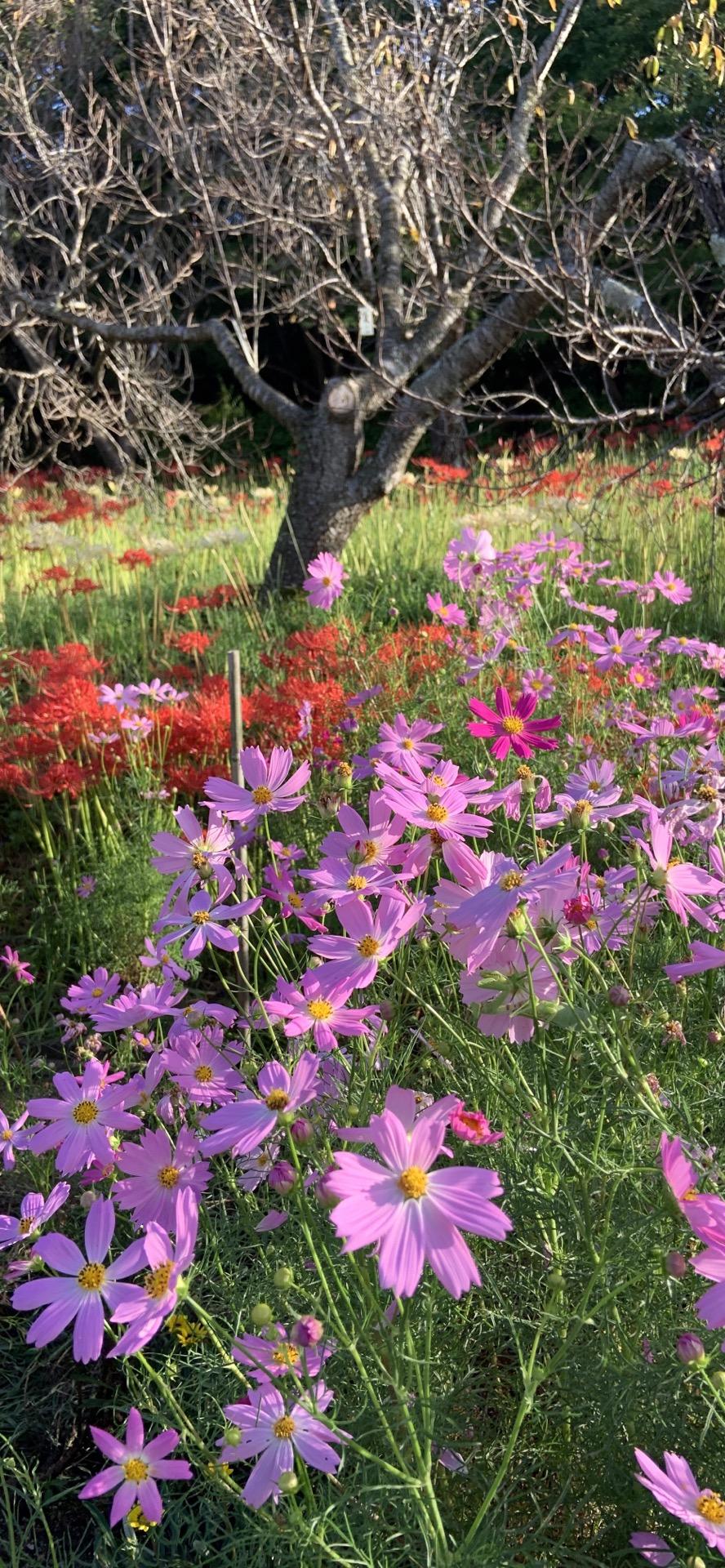 Re：湯川山 ＆ 鎮国寺 / ロック＇さんの湯川山・城山・孔大寺山の活動データ | YAMAP / ヤマップ