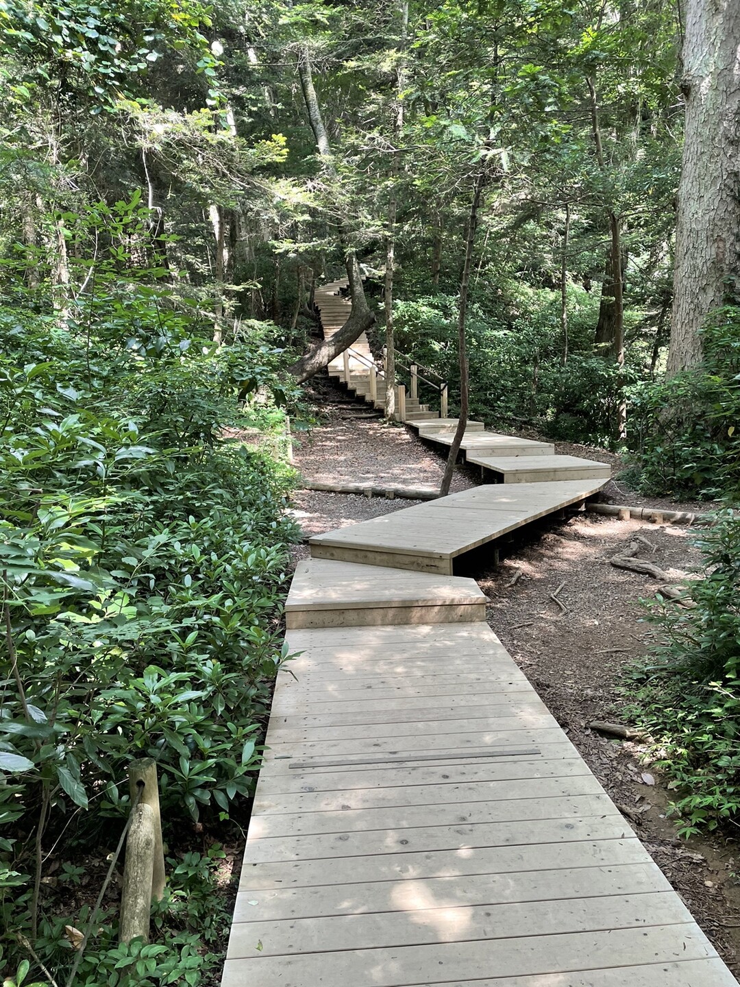 高尾山⛰6号路⤴︎蛇滝口⤵︎ / yayoさんの高尾山・陣馬山・景信山の活動データ | YAMAP / ヤマップ