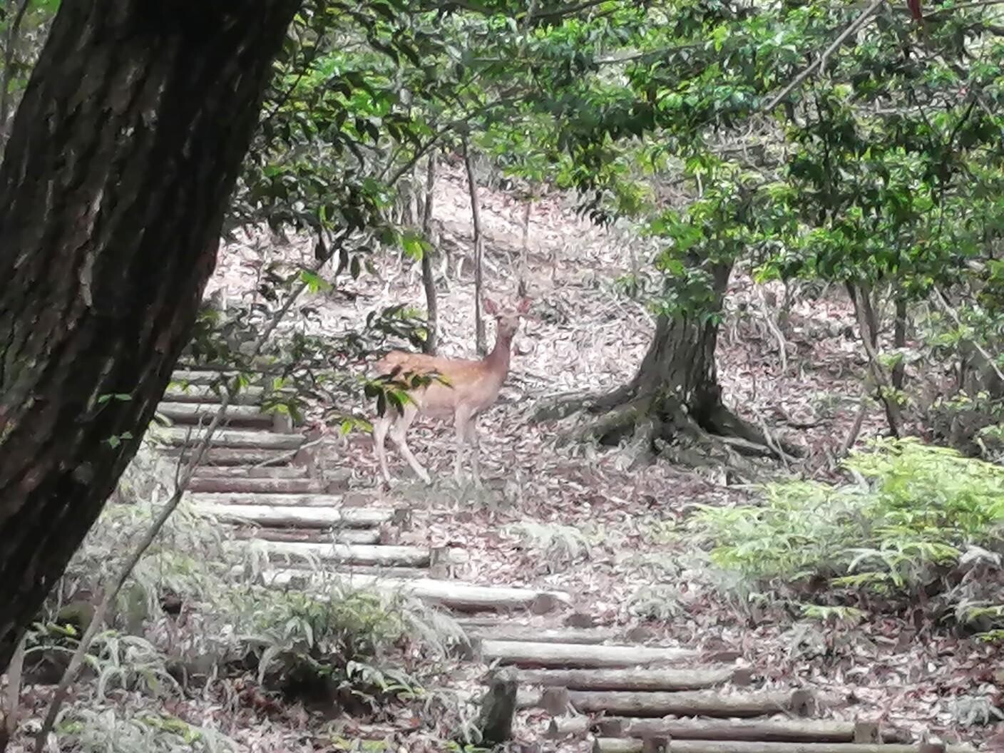 石ころび山・高尾山 / Mini Houseさんの呉娑々宇山・高尾山（広島県）・日浦山の活動日記 | YAMAP / ヤマップ