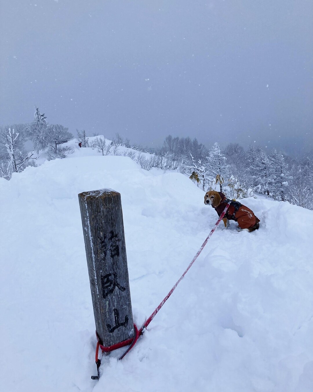 猪臥山 / 山旅犬🐶ロマチッチ lomachicciさんの猪臥山の活動データ | YAMAP / ヤマップ