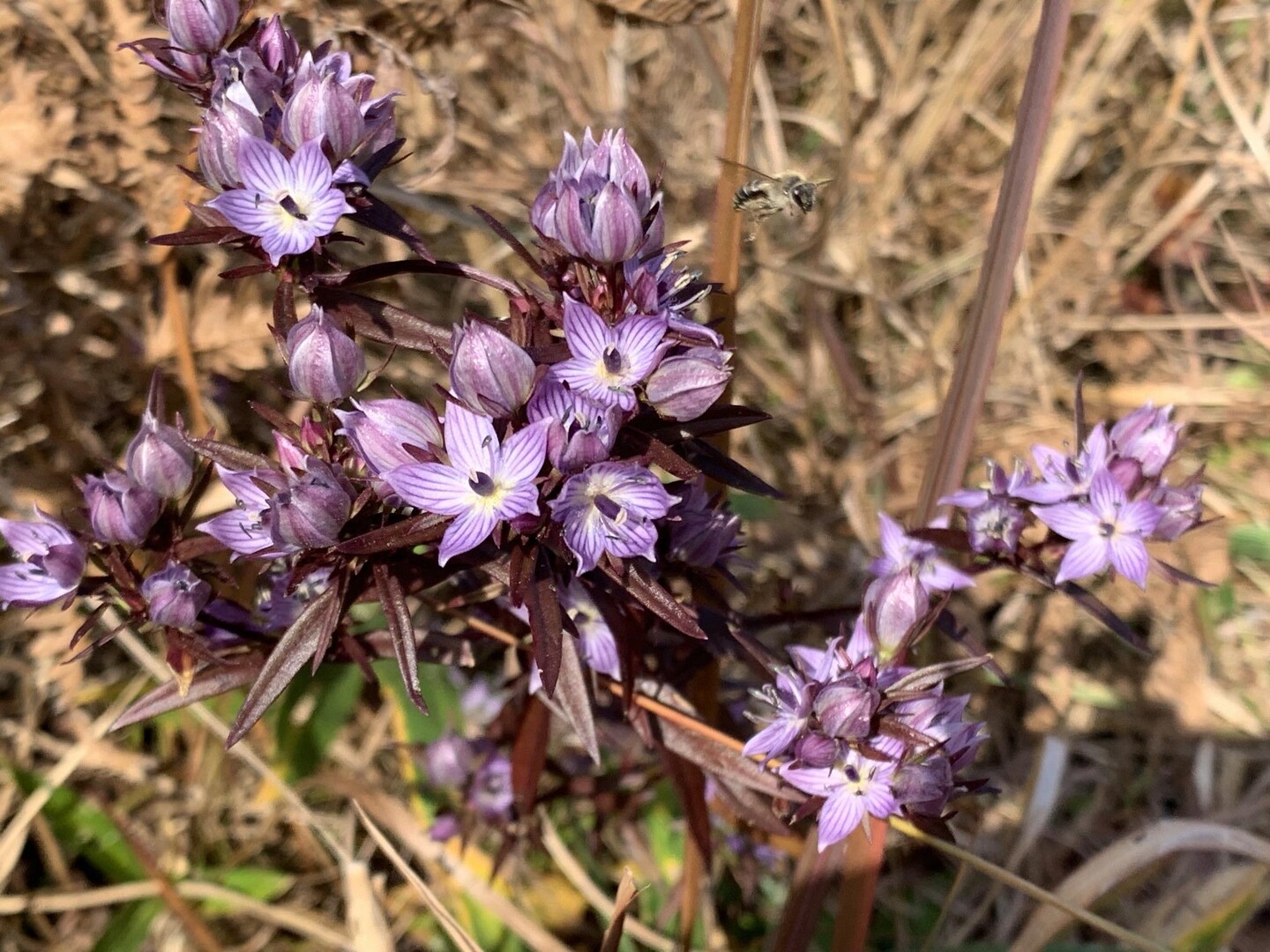 お花をもとめて秋吉台 / yukoさんの秋吉台の活動データ | YAMAP / ヤマップ