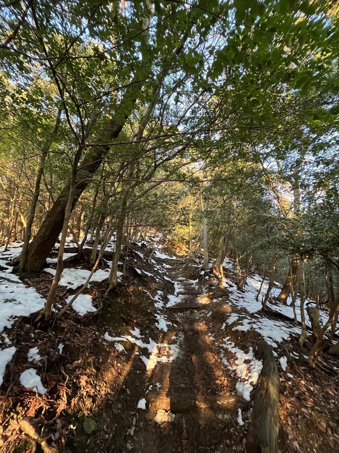 藤原岳 ️1/30 / TAKAさんの藤原岳・御池岳の活動日記 | YAMAP / ヤマップ