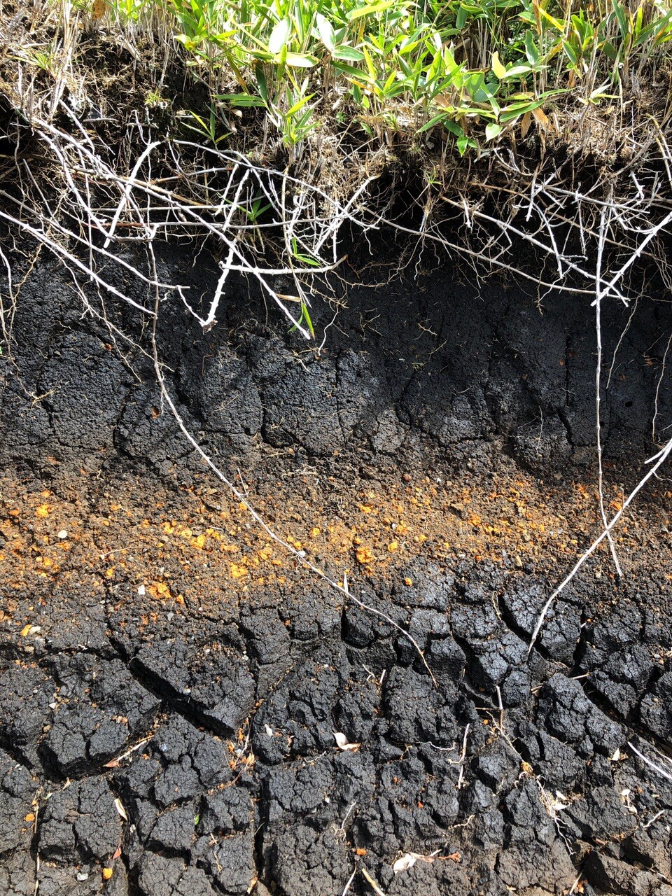 Royのページ | YAMAP / ヤマップ