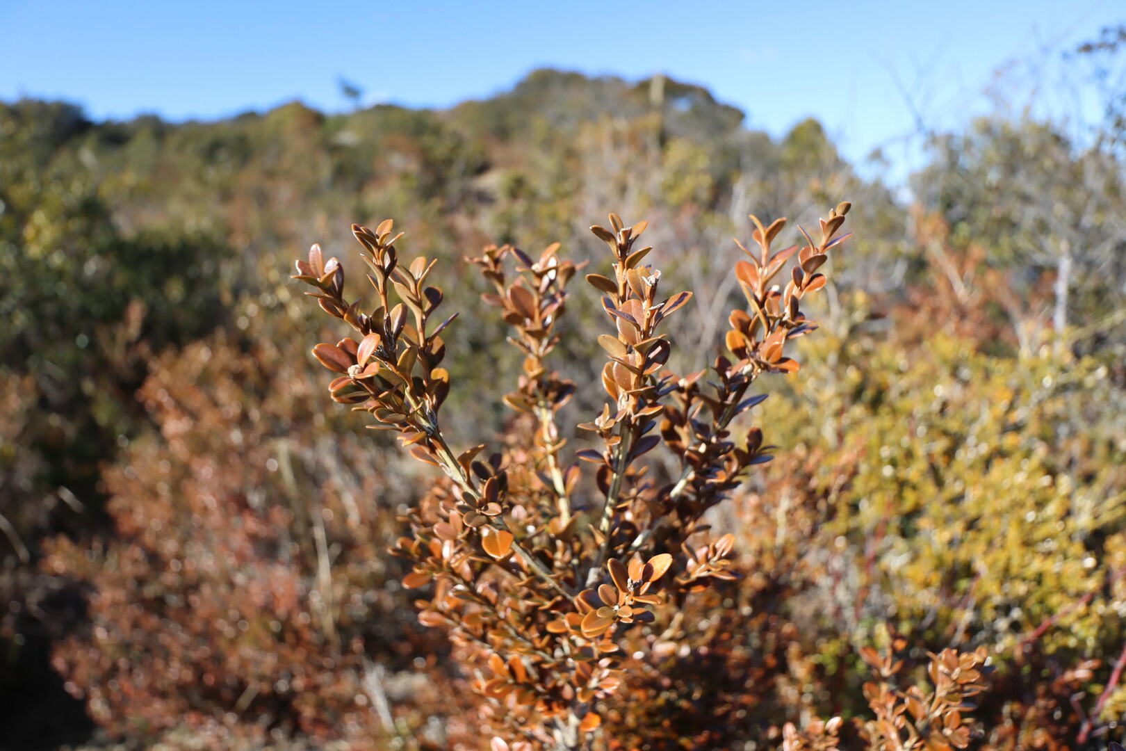 紅ツゲの紅葉 快晴の菅島大山 / FD2R2000さんの大山の活動日記 | YAMAP / ヤマップ