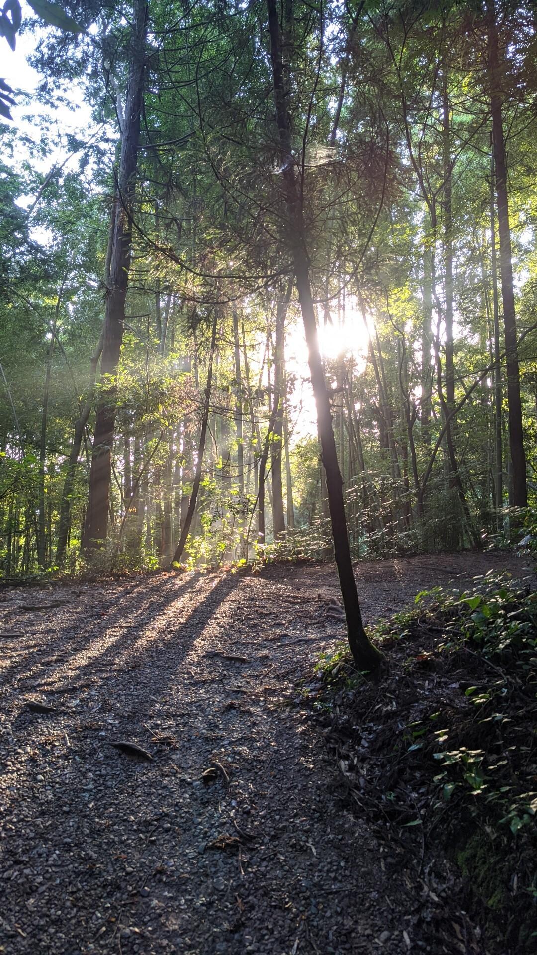 【文殊山】梅雨の晴れ間に🌞 / manchildさんの文殊山の活動データ | YAMAP / ヤマップ