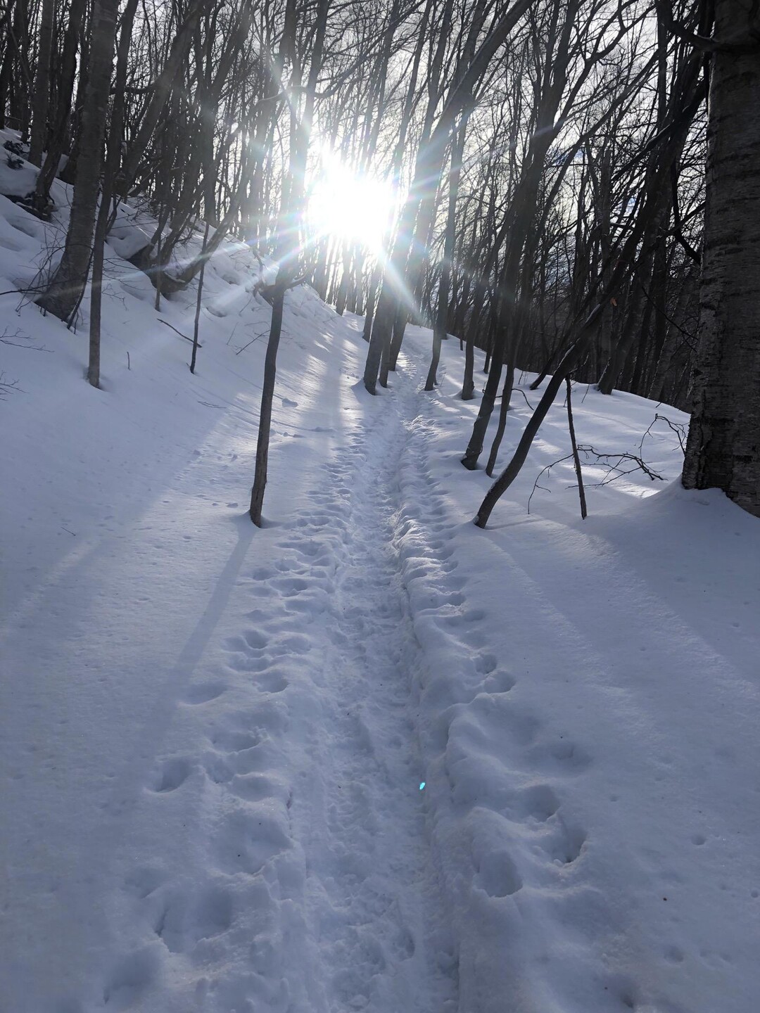 五天山 / TKCさんの三角山・大倉山・円山の活動データ | YAMAP / ヤマップ