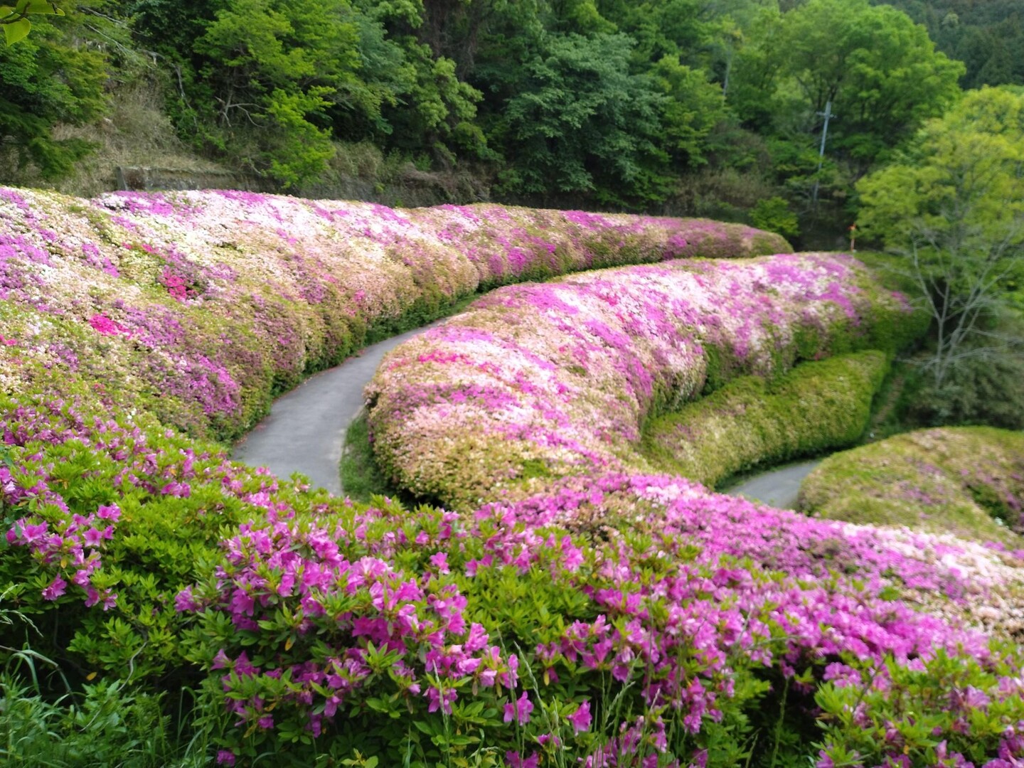 山歩クリニックin神津嶽 / chonpsさんの生駒山・神津嶽・大原山の活動データ | YAMAP / ヤマップ