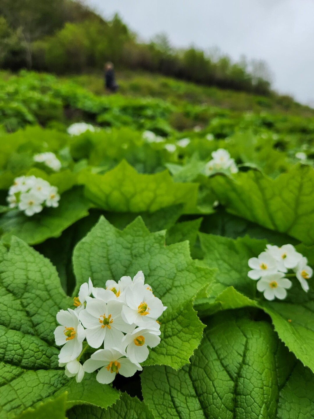 擬宝珠山 / rieさんの大山・甲ヶ山・野田ヶ山の活動データ | YAMAP / ヤマップ