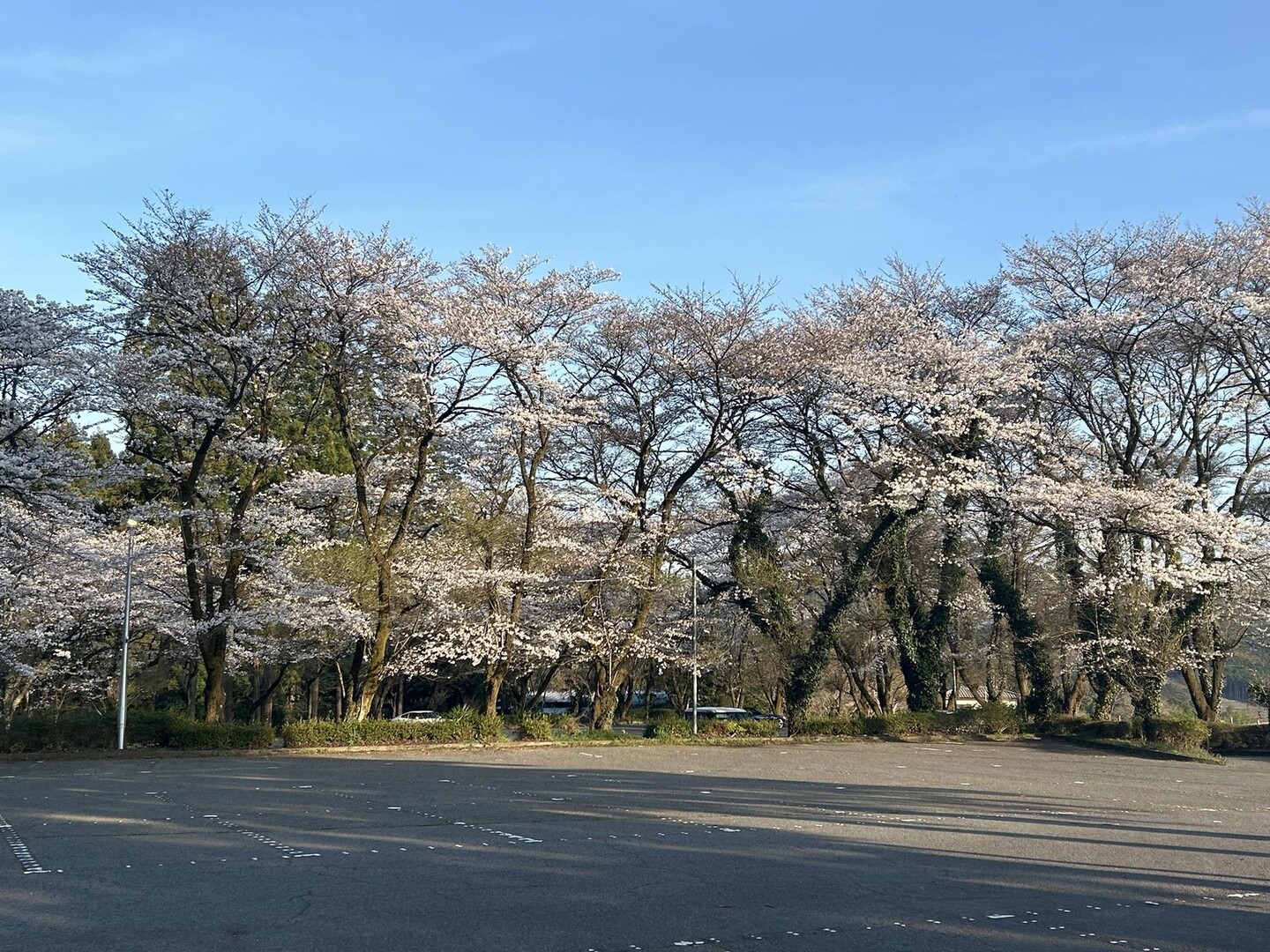 古賀志山・坊主山 / yuu39さんの古賀志山・赤岩山・鞍掛山・男抱山・半蔵山の活動データ | YAMAP / ヤマップ