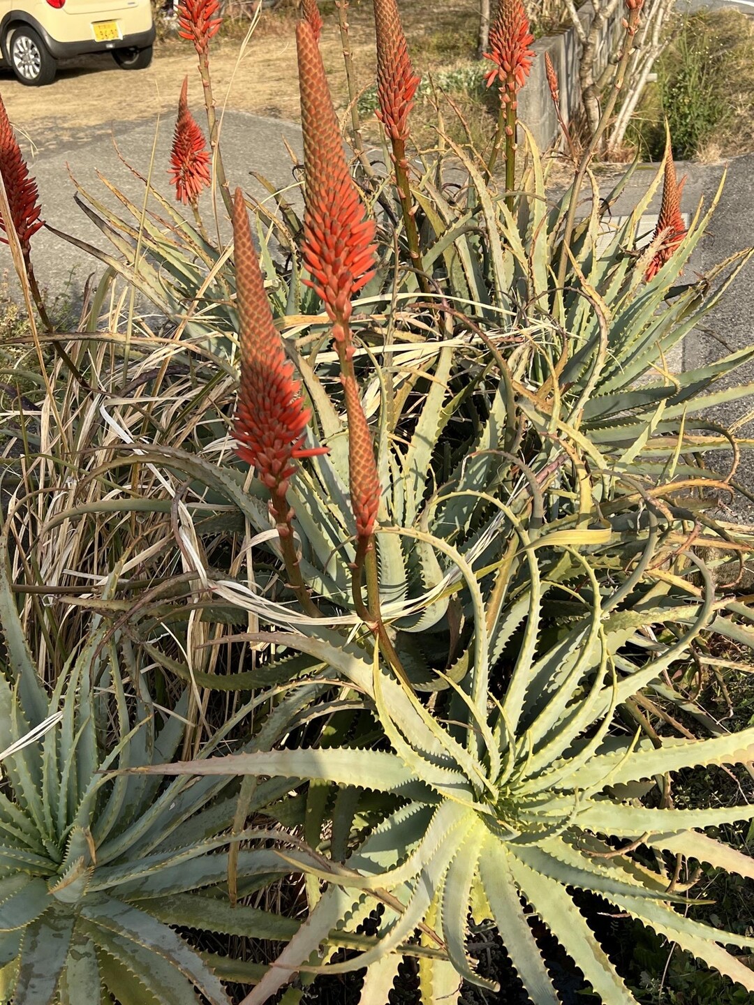 ウォーキング-2023-01-08 / いけちゃんさんのウォーキングの活動データ | YAMAP / ヤマップ