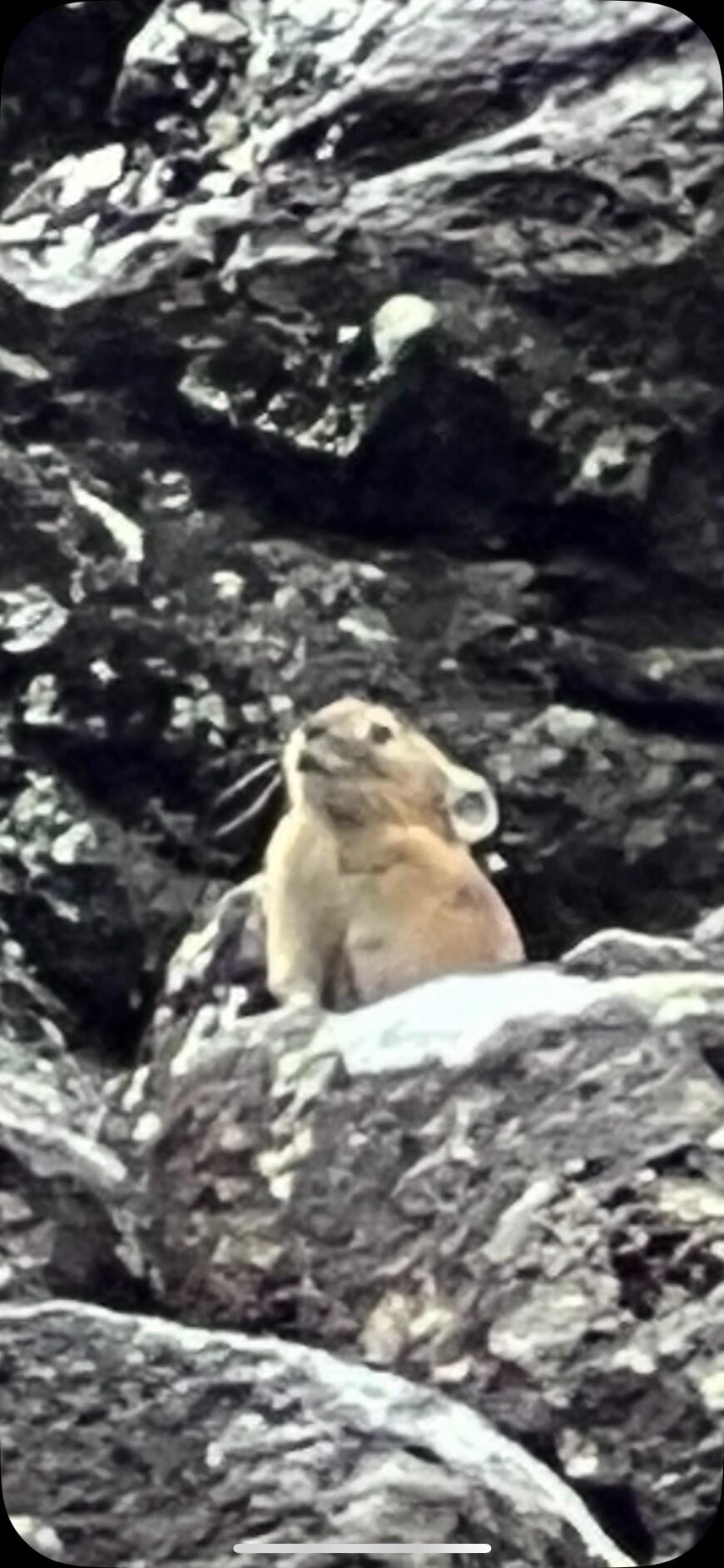 2度目の登頂、トムラウシ山 / オレンジさんのGT3 2の活動データ | YAMAP / ヤマップ
