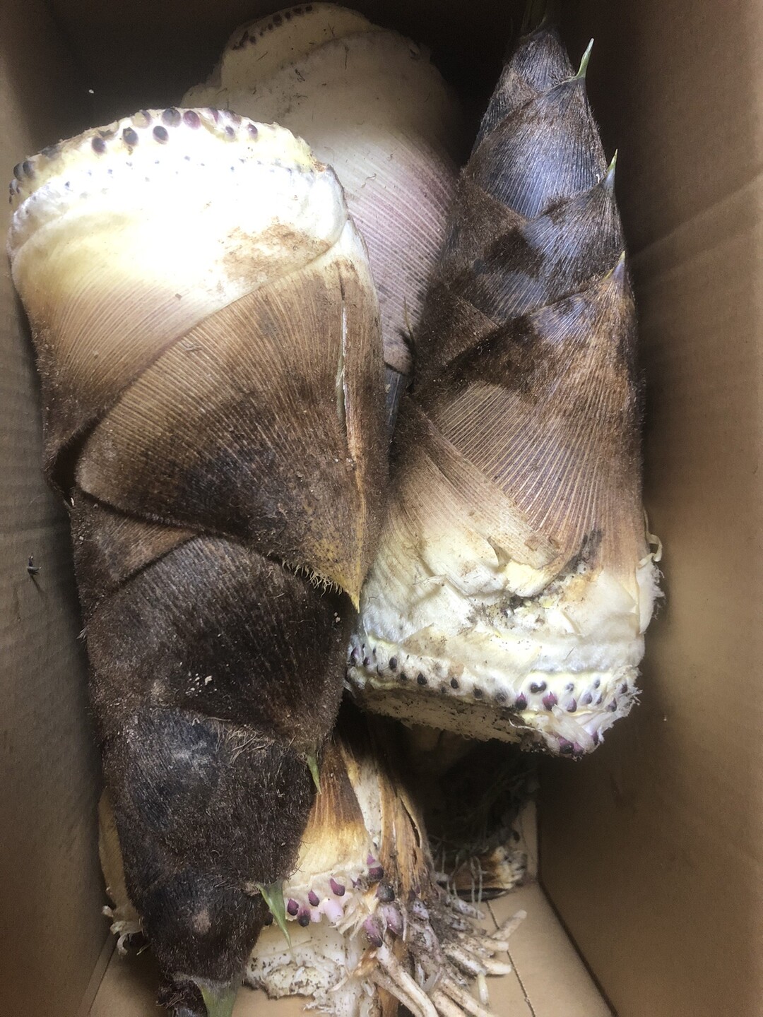 世界で1番大好きなやつ😍 またまた頂き... / Naluさんのモーメント | YAMAP / ヤマップ