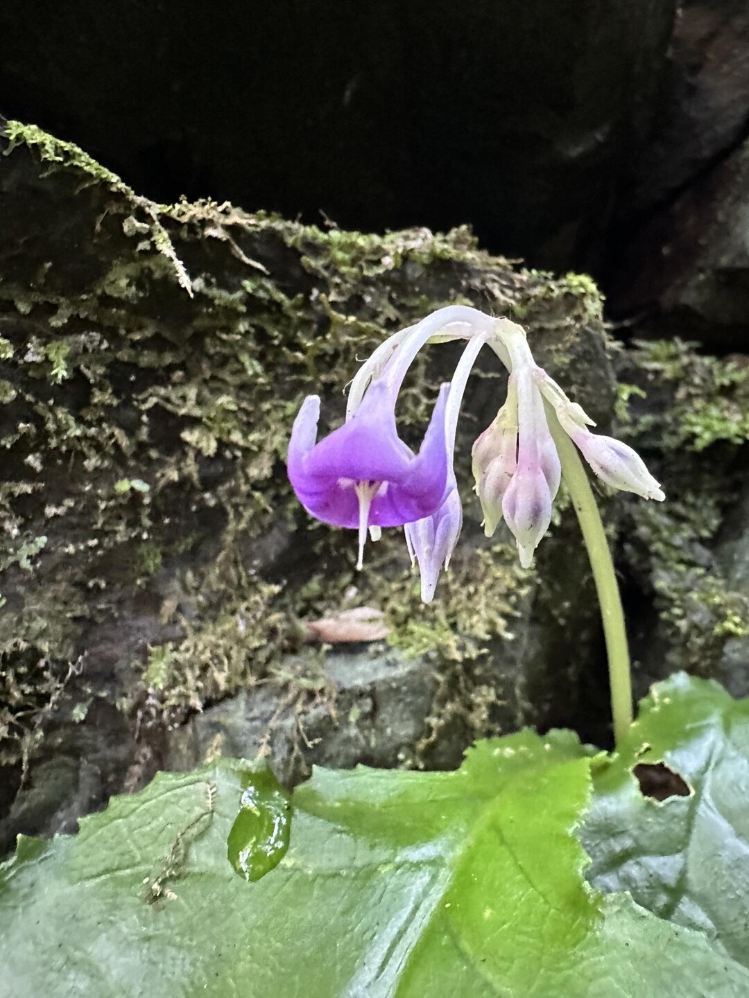 いつものみんなと城山氷🌈 / sakuramtさんの高尾山・陣馬山・景信山の活動データ | YAMAP / ヤマップ