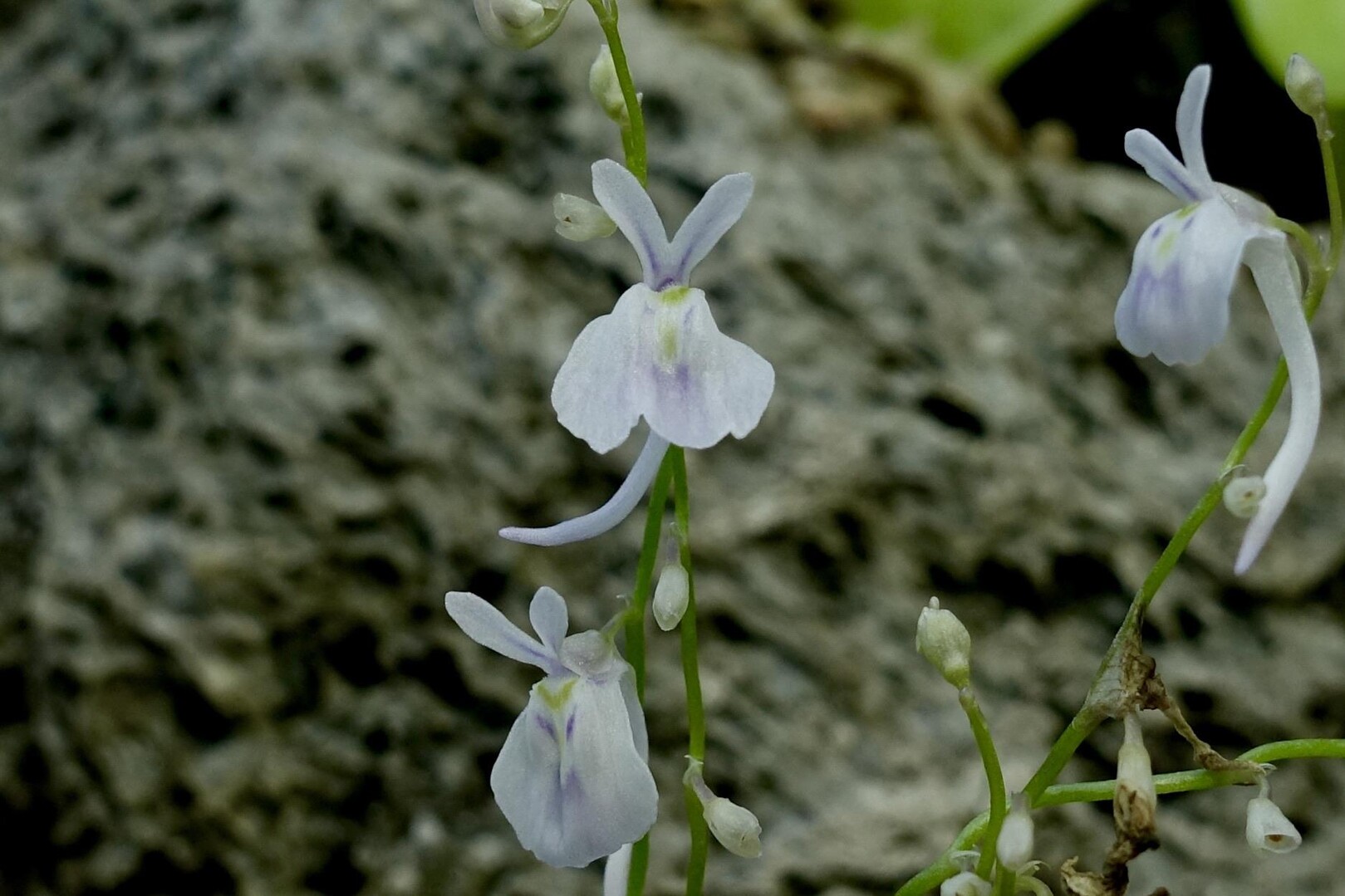🐰ウサギゴケ🐰見に行こう♬ / shiraさんの京街道（守口宿～高麗橋）の活動データ | YAMAP / ヤマップ