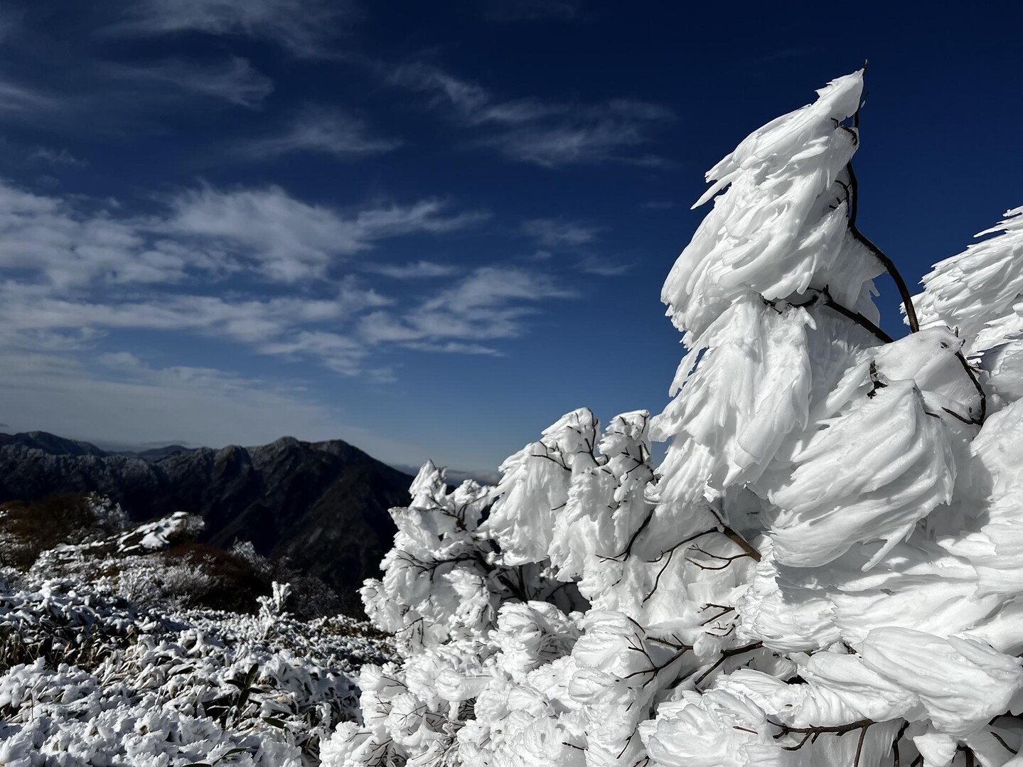 寒風山：早起きはブラボー💕 ️ / mipiさんの笹ヶ峰・寒風山・平家平の活動データ | YAMAP / ヤマップ