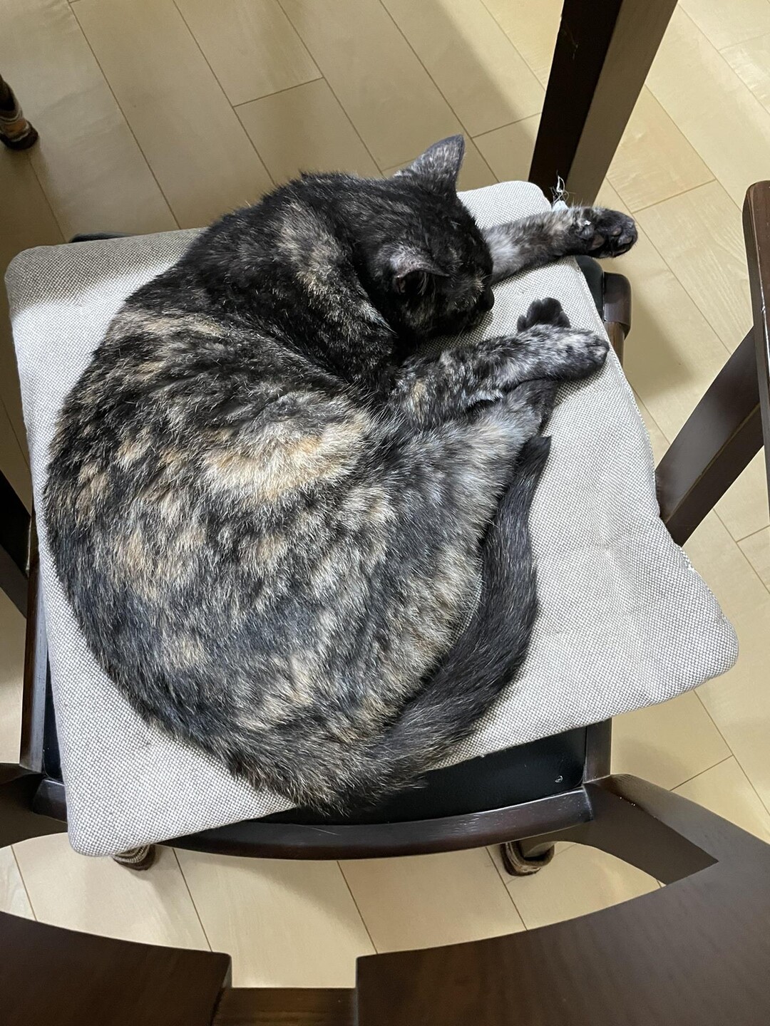 【DOMOは不要です】 本日のオチ、先程... / Kuさんのモーメント | YAMAP / ヤマップ