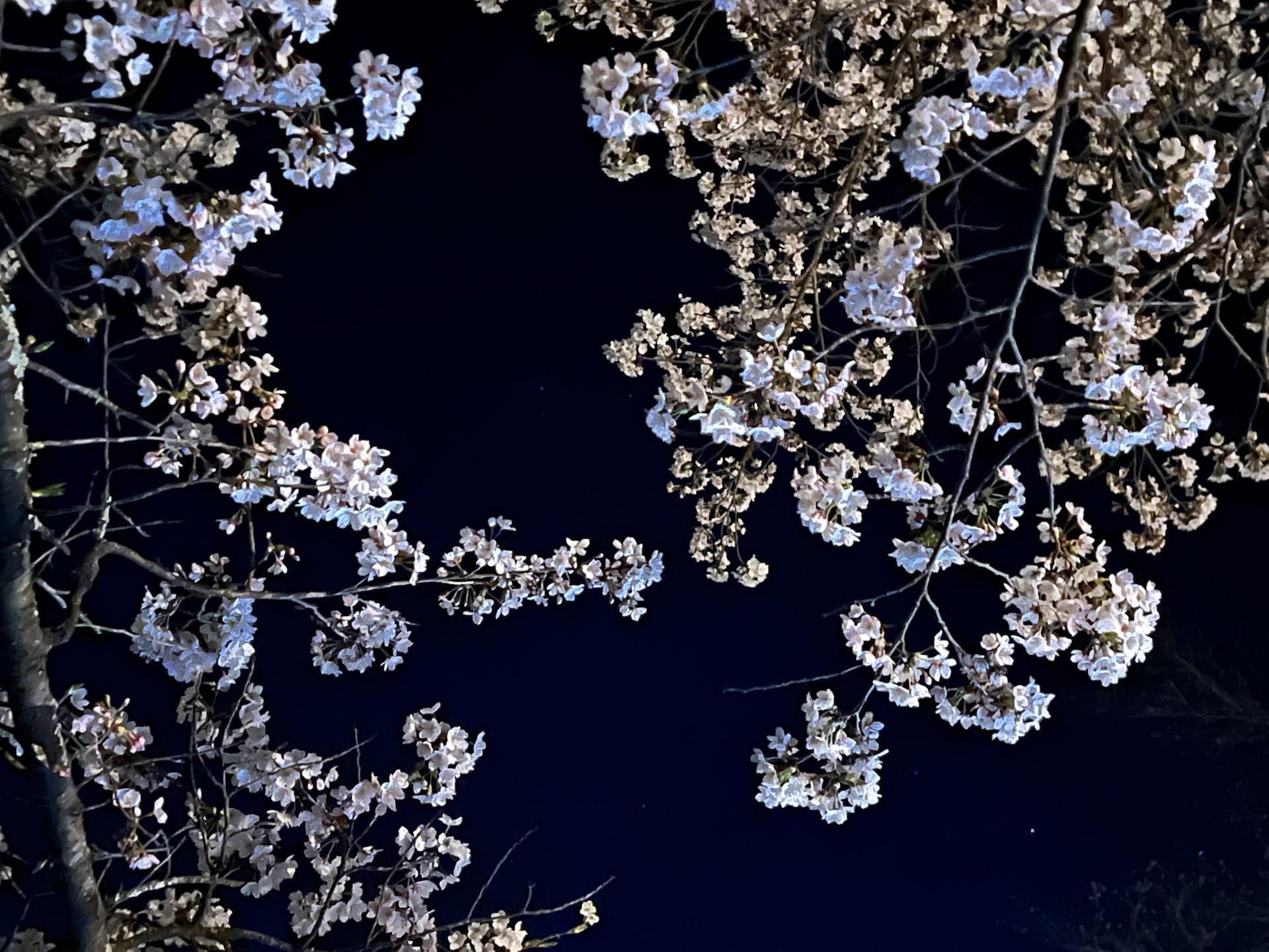 光城山 / kuuneruさんの光城山・長峰山の活動データ | YAMAP / ヤマップ