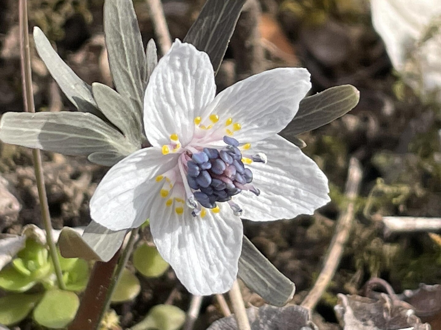 セツブンソウを愛でに〜三峰山 / eriさんの三峰山の活動データ | YAMAP / ヤマップ