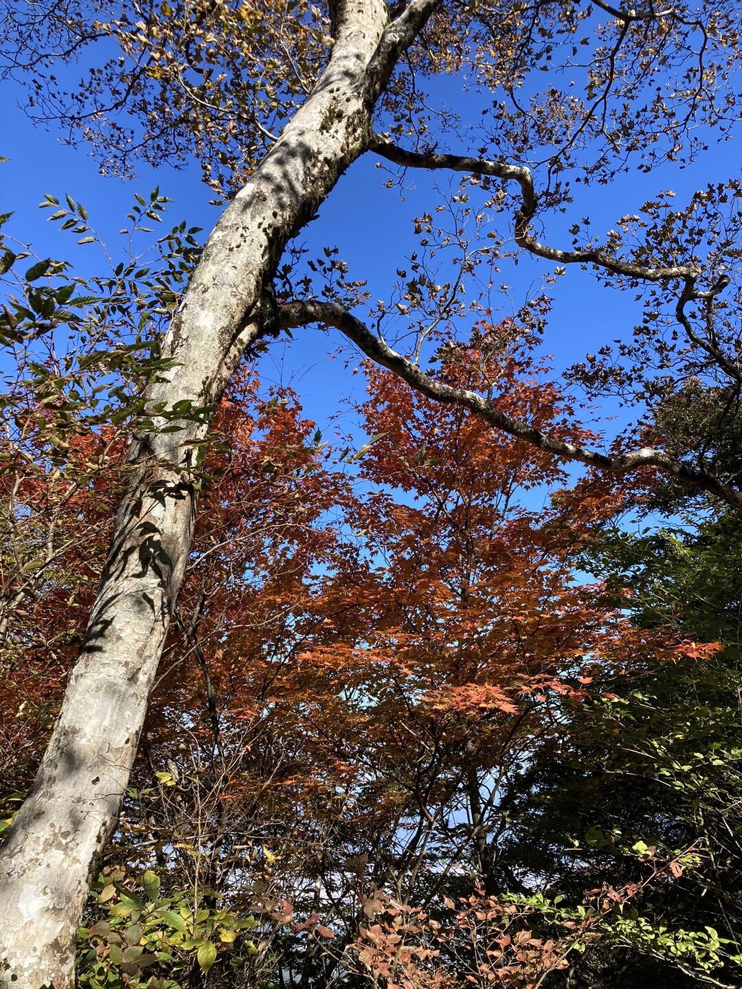 皿ヶ嶺 / kayoさんの皿ヶ嶺・梅ヶ谷山・うなめごの活動データ | YAMAP / ヤマップ