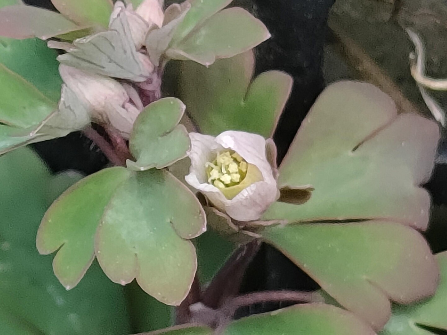 2/20 お花観察。 TAKKUNさんと... / 長靴ヤスさんのモーメント | YAMAP / ヤマップ