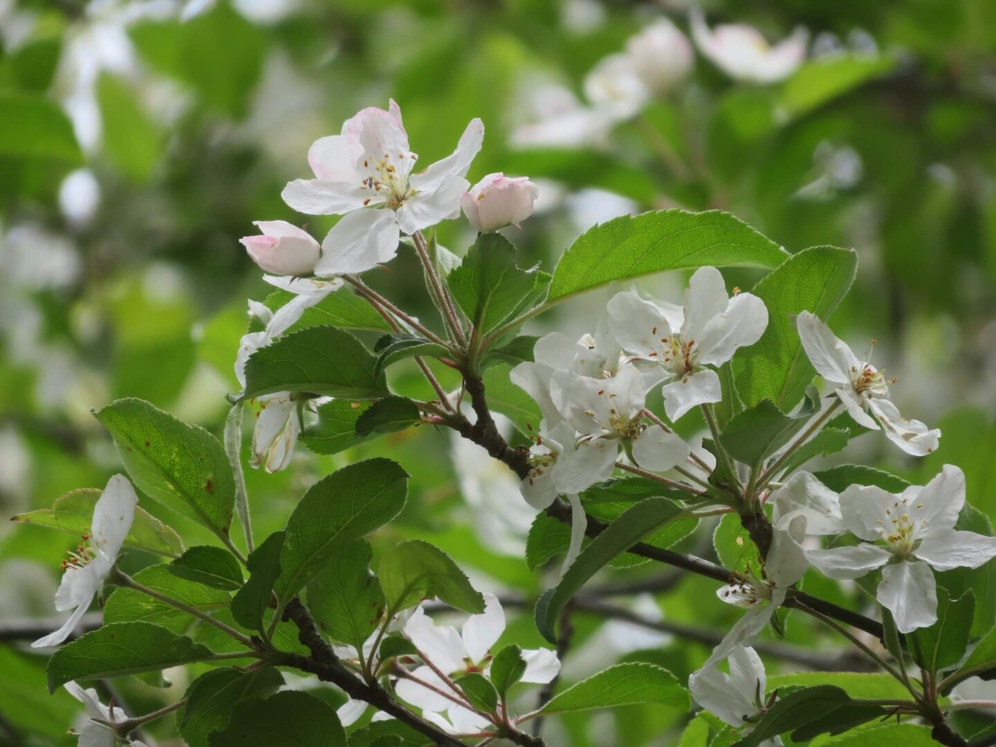 🎵 誘惑の白さ輝く犬林檎 悟空2205... / kyoyamaさんのモーメント | YAMAP / ヤマップ