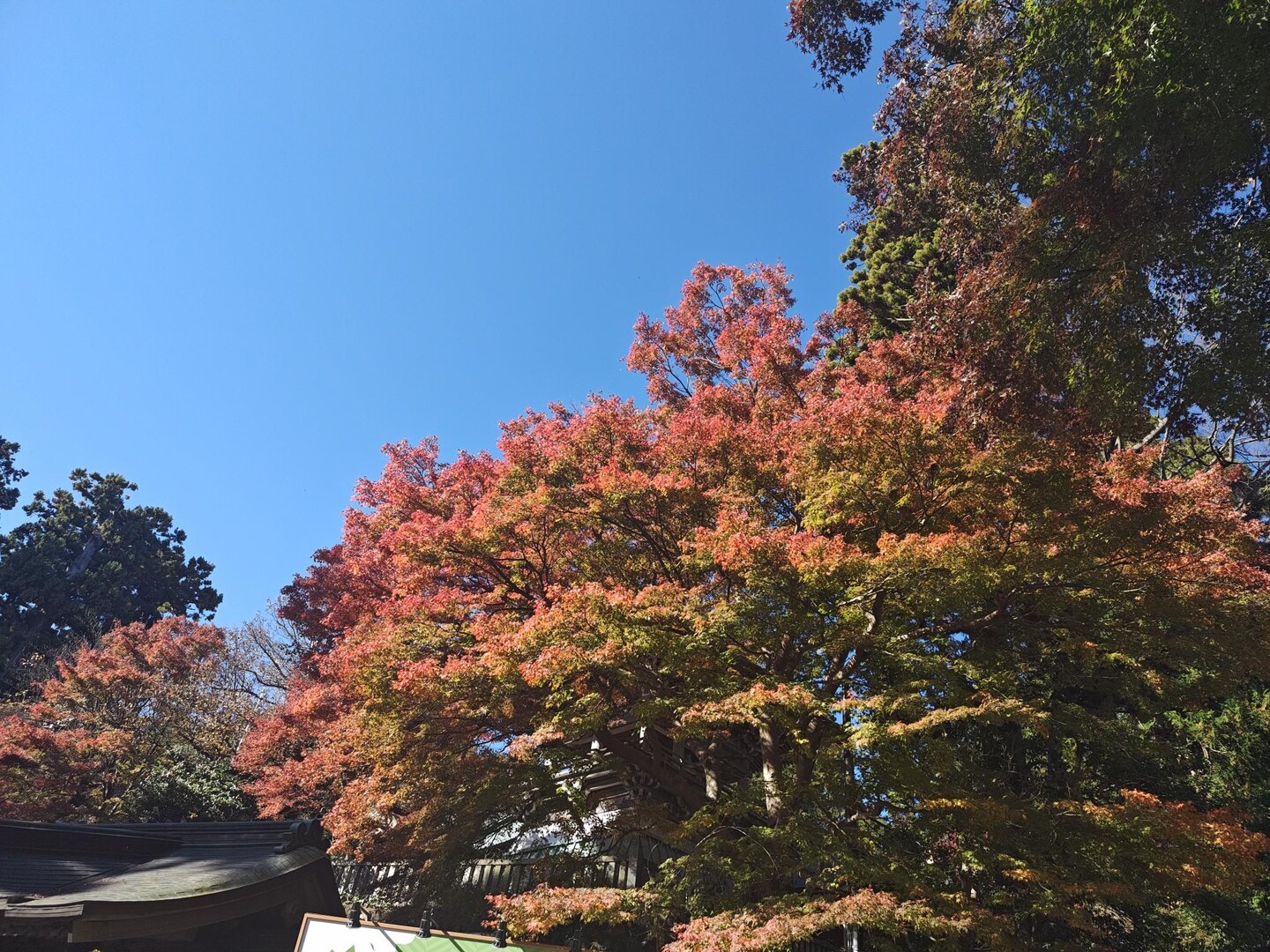20241123_小仏城山〜高尾山 / まさこふんさんの高尾山・陣馬山・景信山の活動日記 | YAMAP / ヤマップ