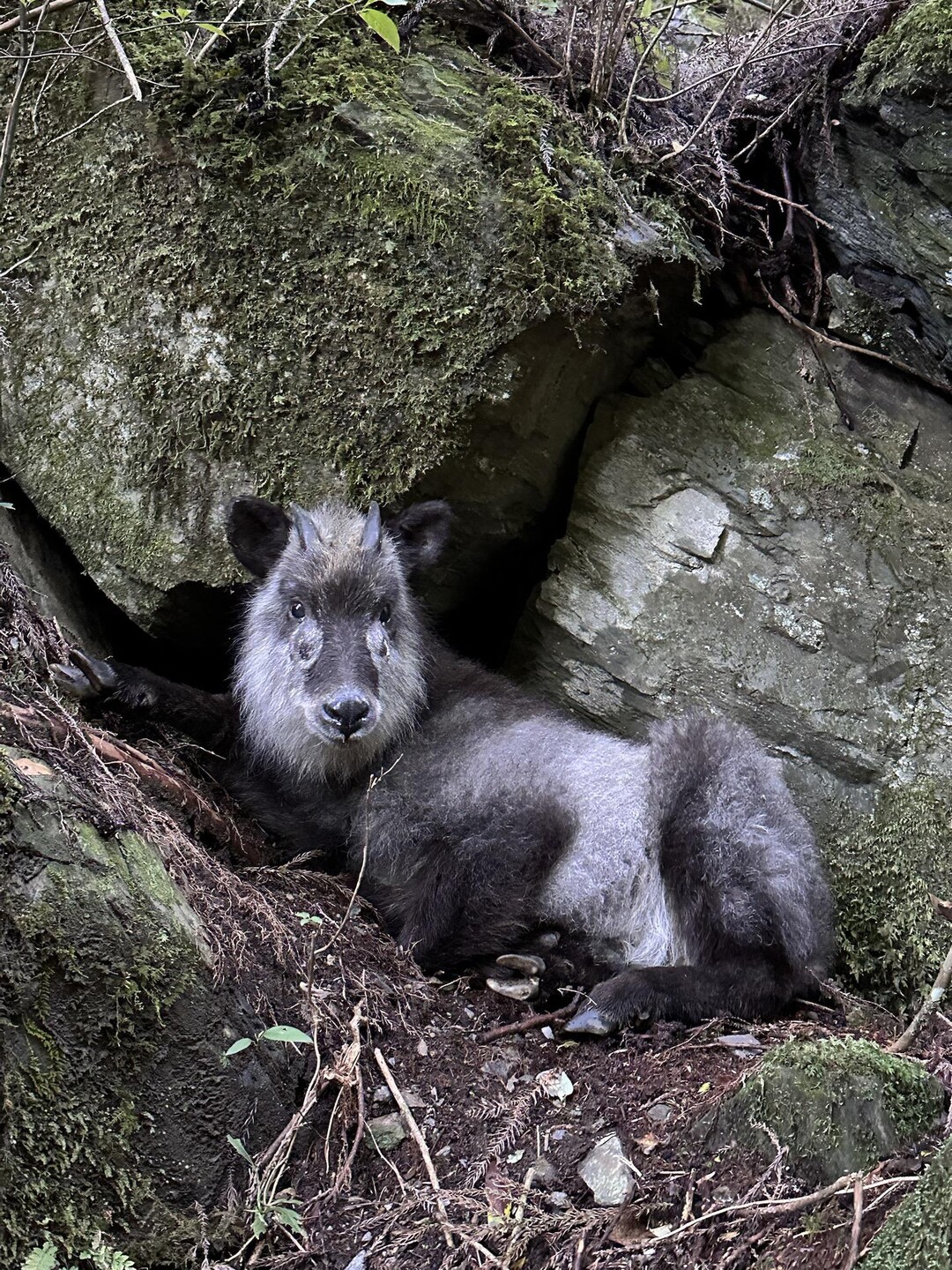 「誰が、鹿や。」 in 赤星山 / shuyaさんの赤星山・豊受山の活動データ | YAMAP / ヤマップ