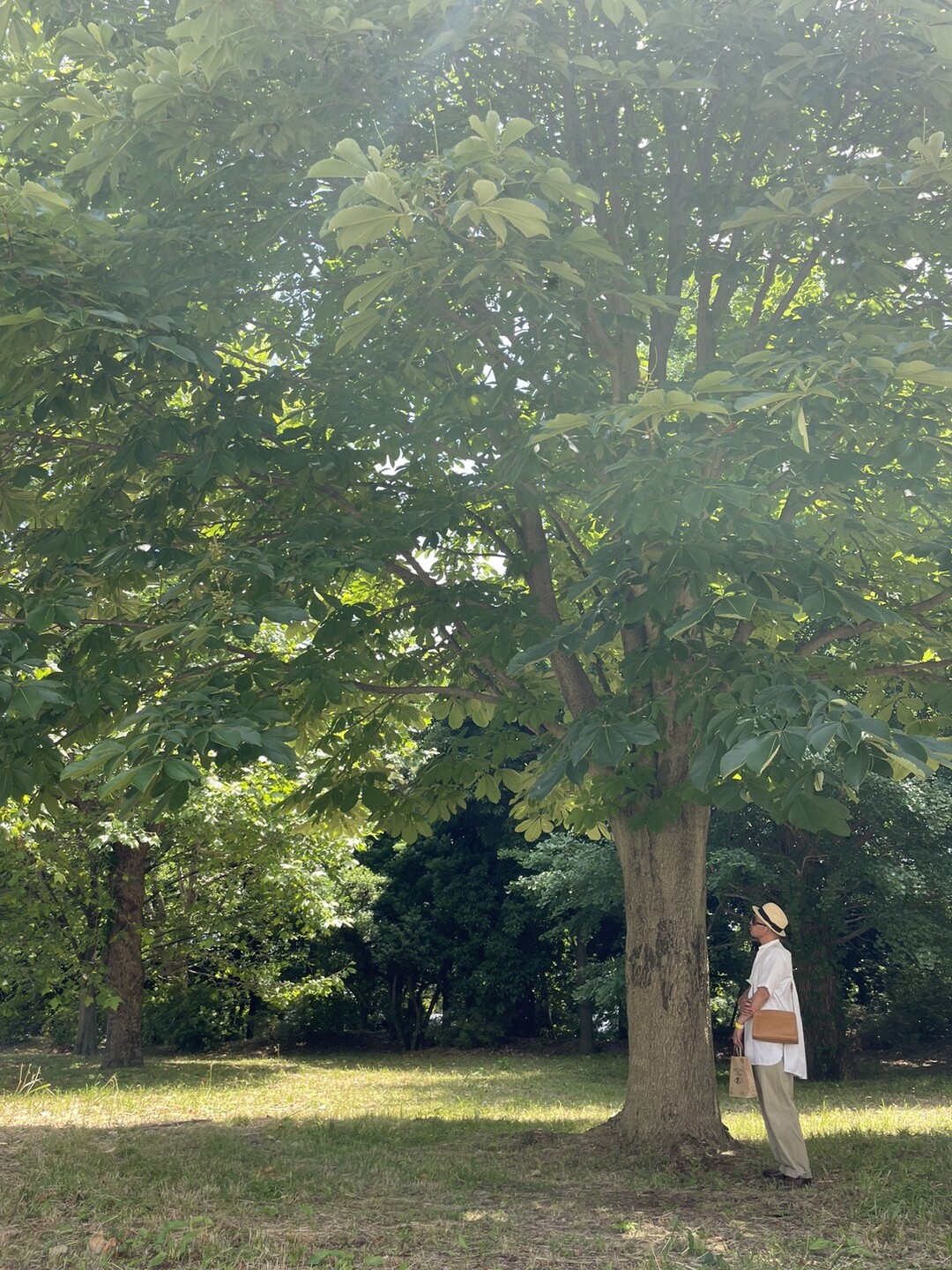 蚤の市で棚探し。散々歩いて買ったのは山の... / Yuuさんのモーメント | YAMAP / ヤマップ